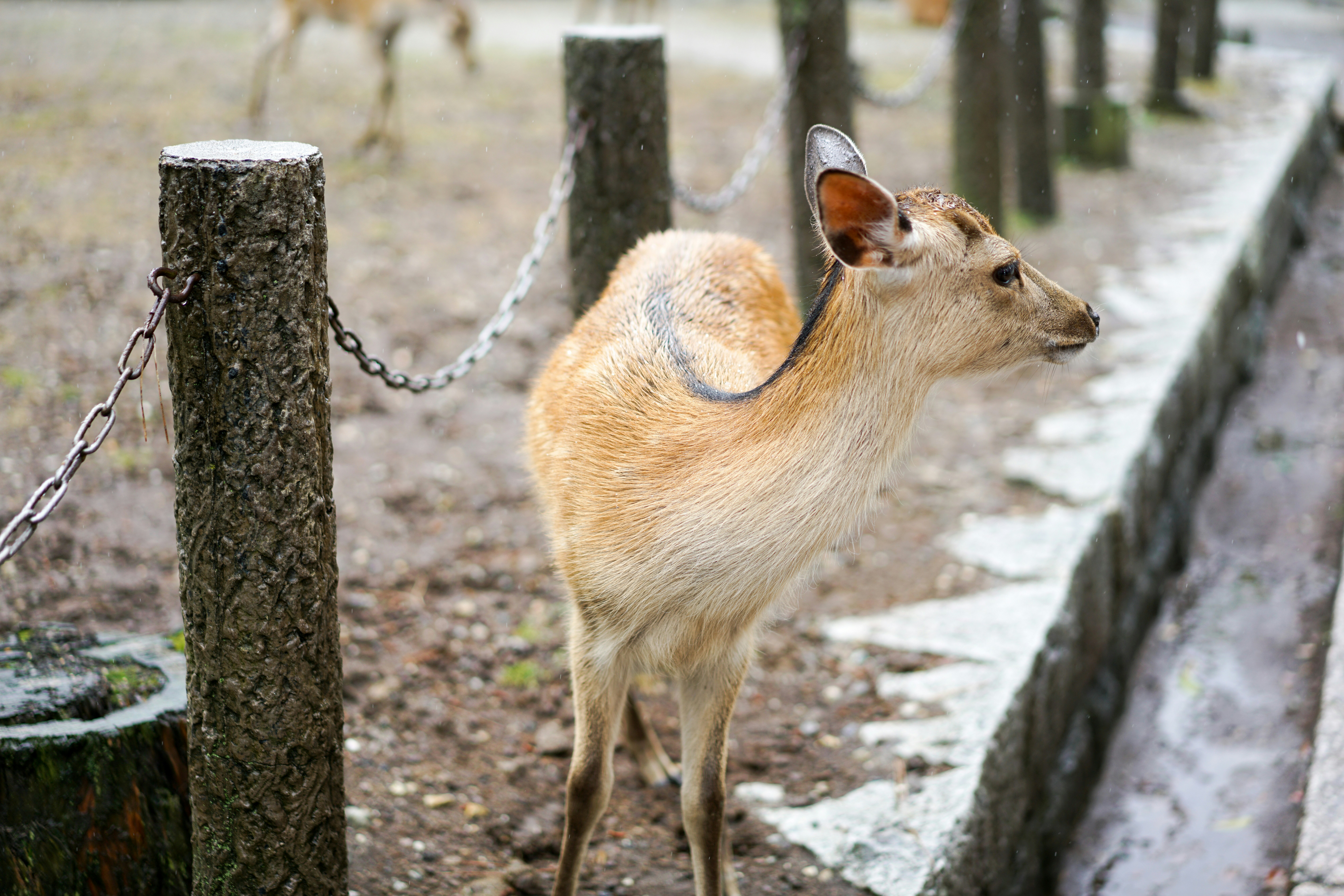 Curious Fawn Pauses Along a Mossy Rail in a Quiet Park