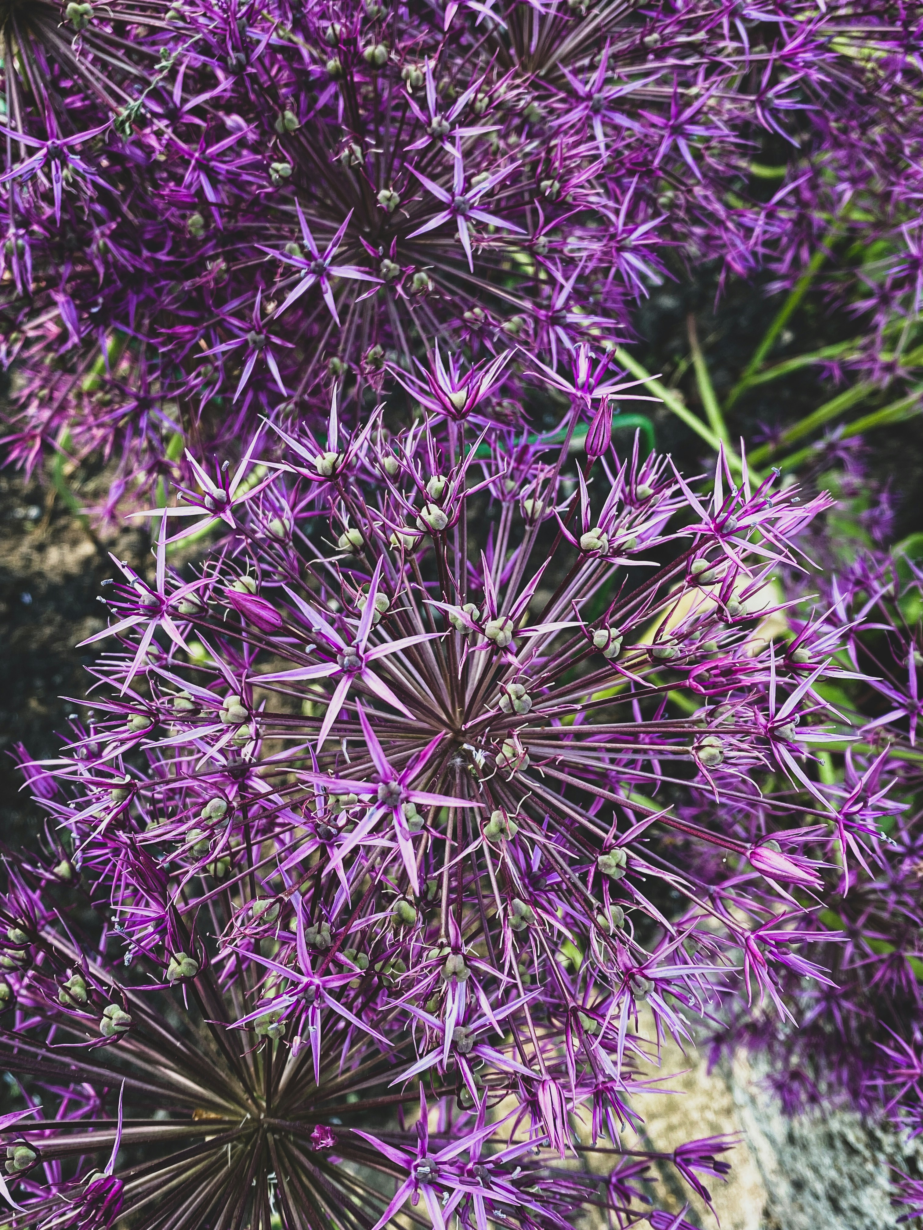 Violet Allium Cosmos: A Macro Portrait of Starburst Spikes
