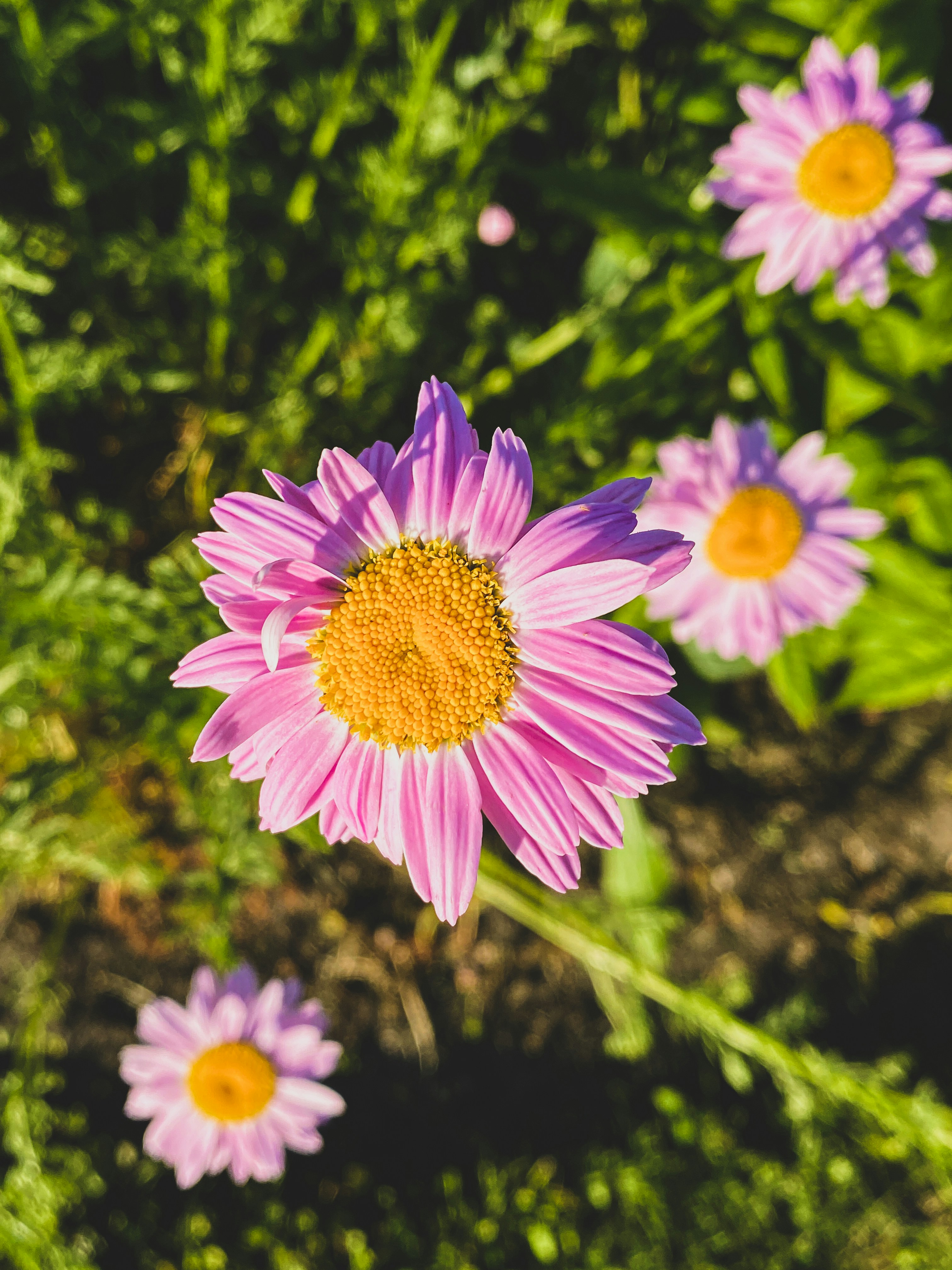 A group of flowers photo – Free Vibrant Image on Unsplash