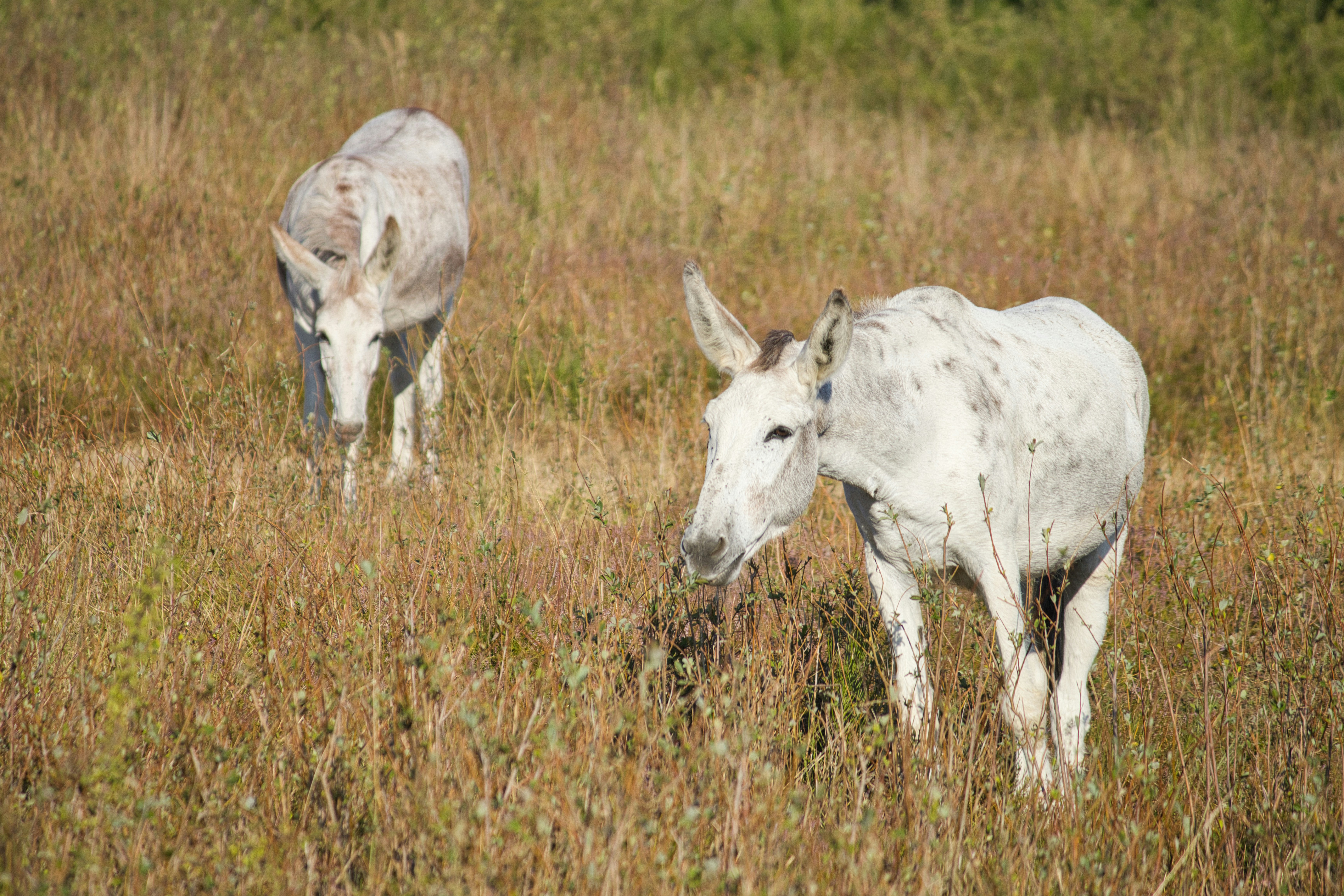 Two white donkeys grazing in a sunlit, grassy field.