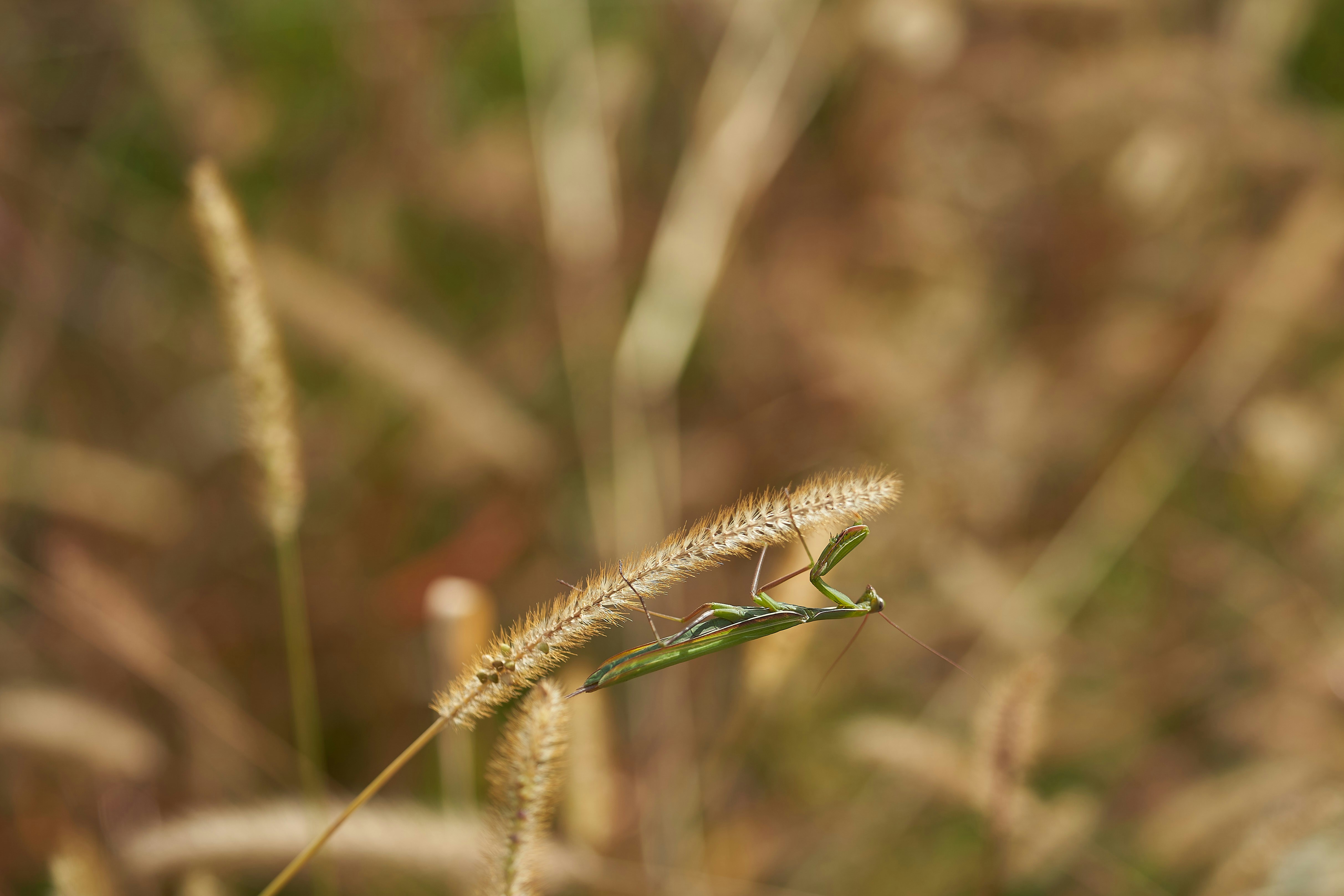 Photo by Wolfgang Hasselmann with Sony Alpha 7 III