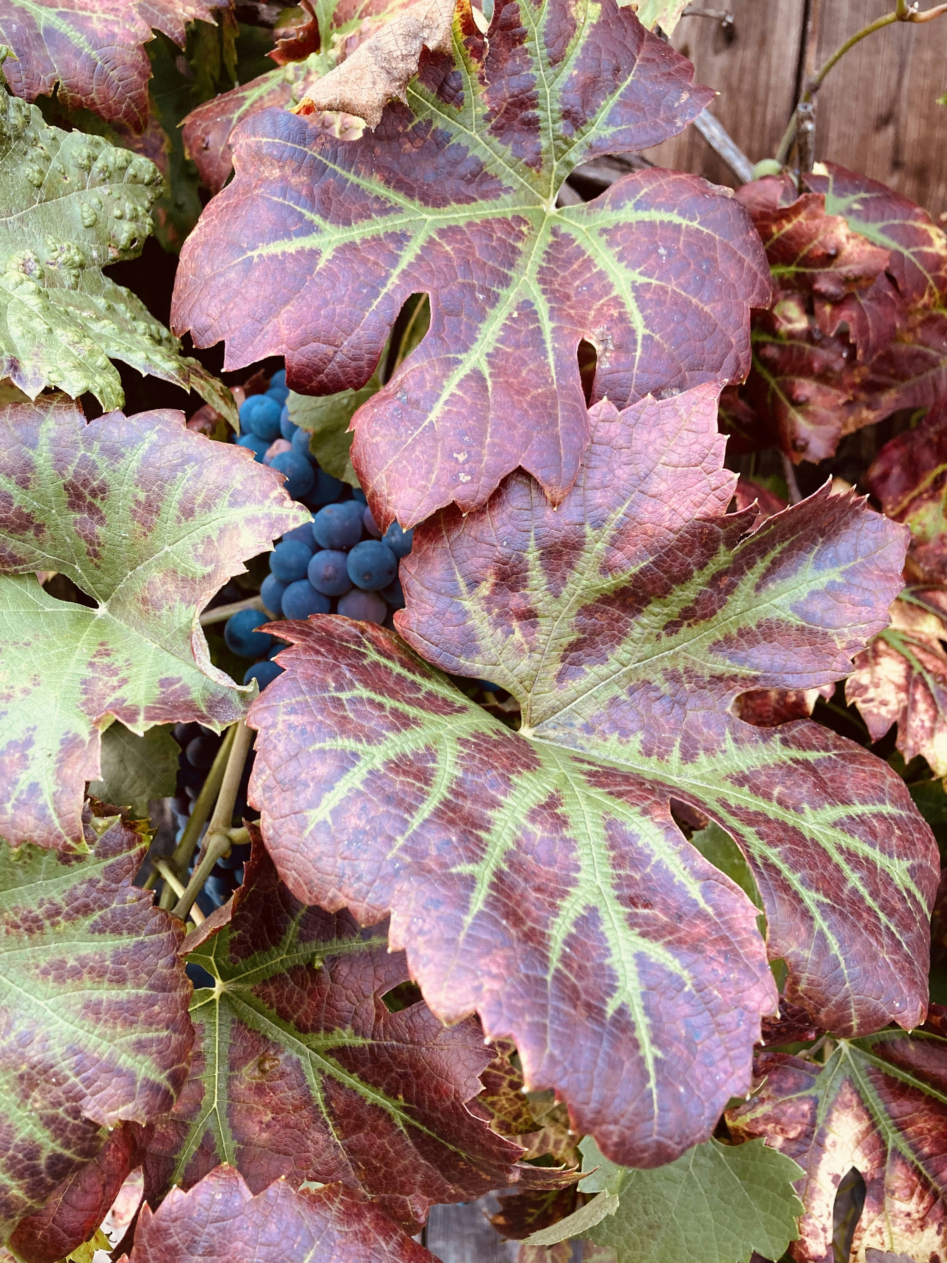 Autumn Grapevine: Colorful Lobed Leaves Framing a Hidden Cluster