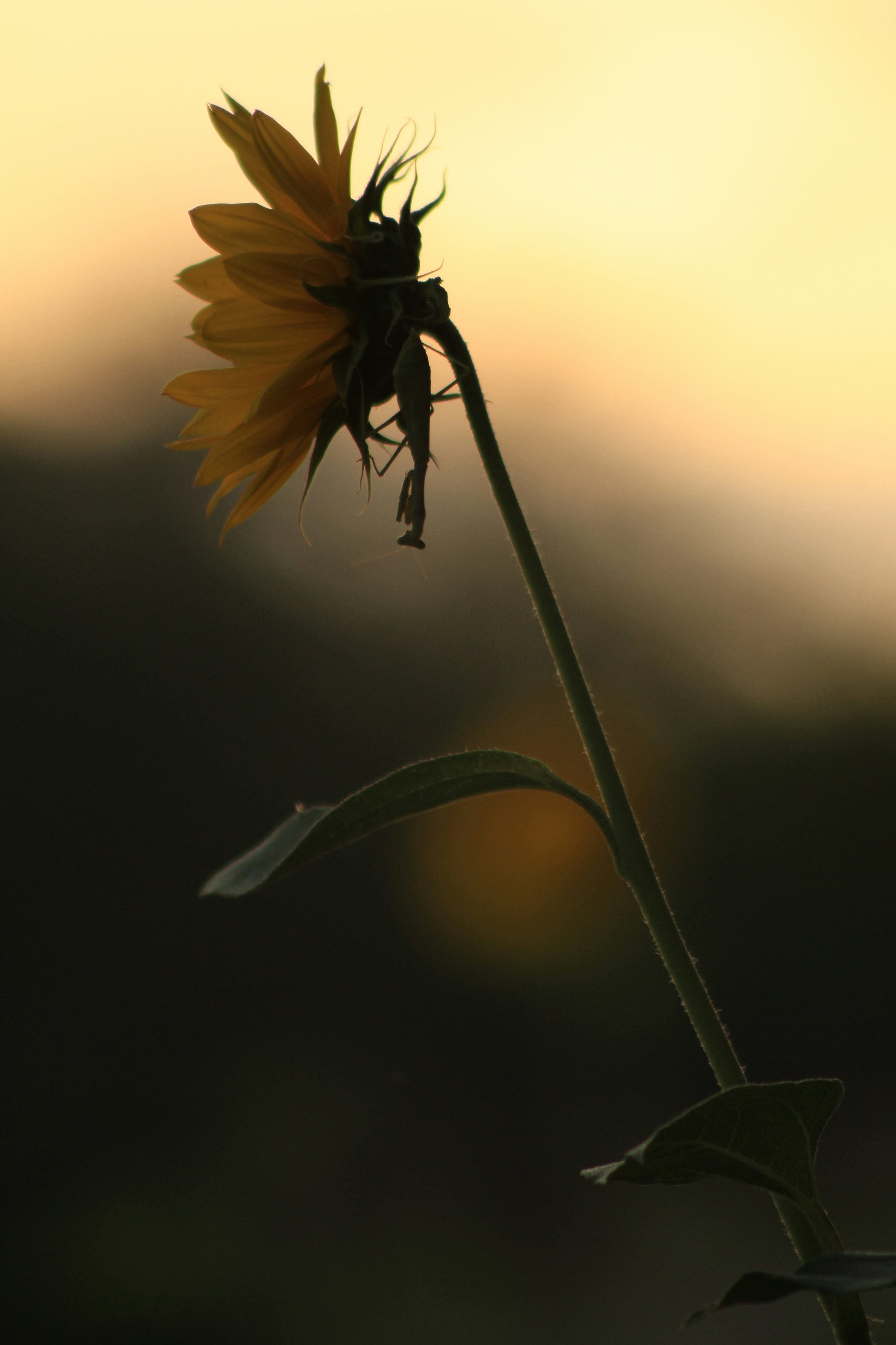 Sunflower Against Golden Dusk: A Delicate Backlit Silhouette