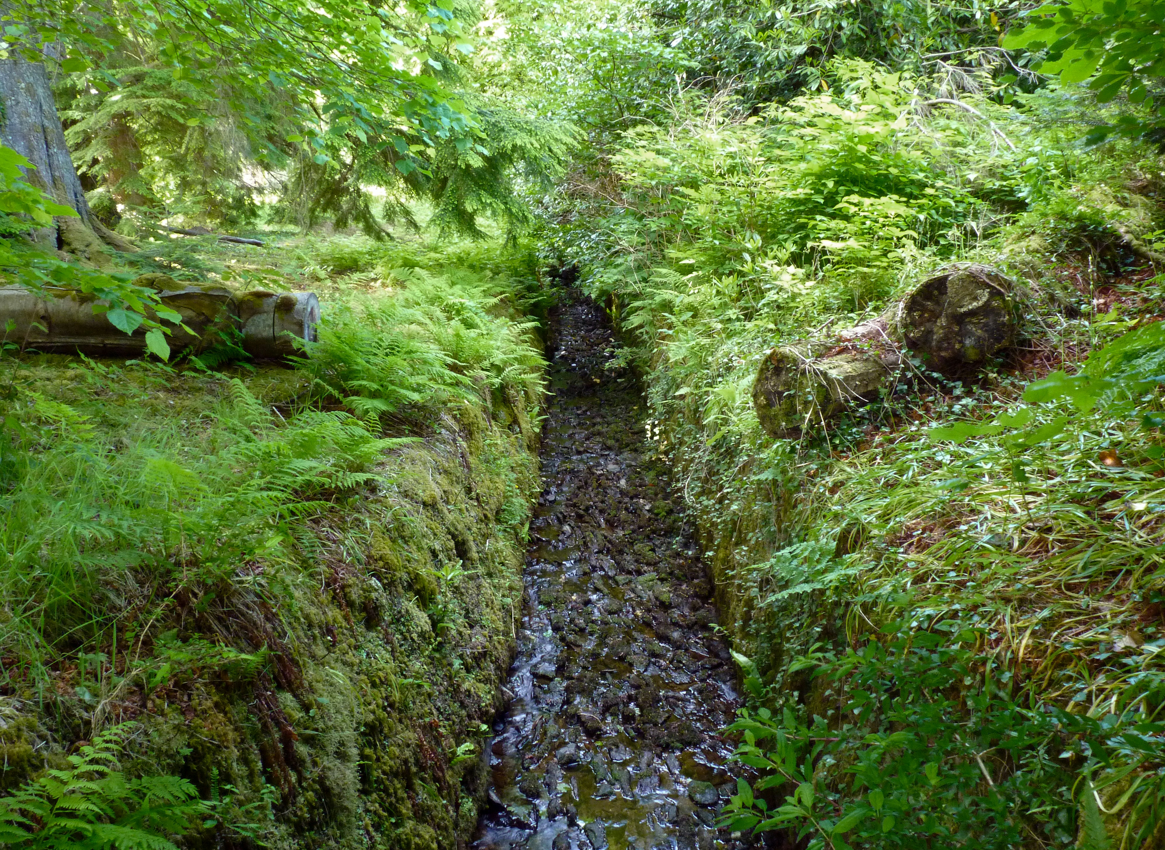 A stream in a forest photo – Free Scotland Image on Unsplash