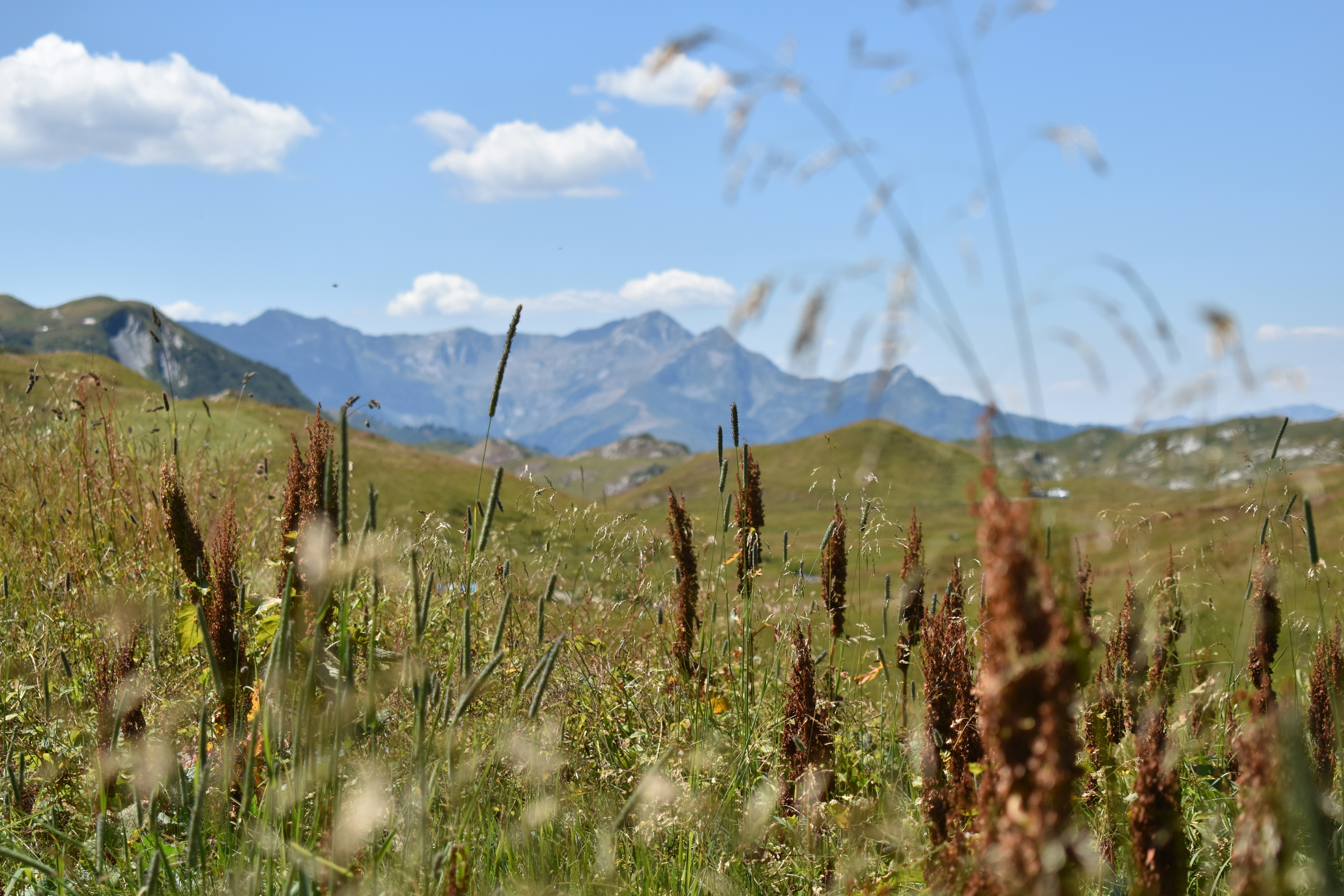 a field of wheat with mountains in the background