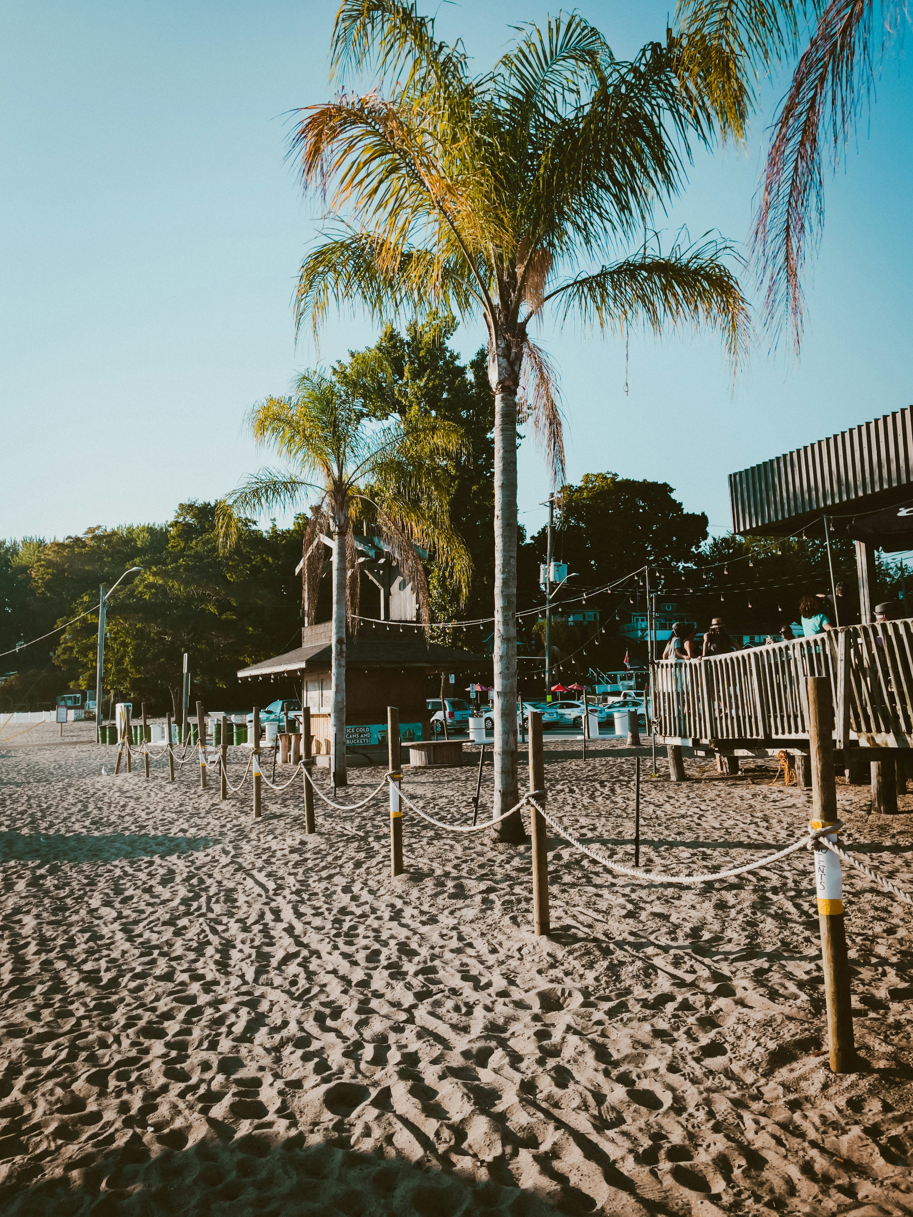 Palm-Lined Beach Corridor Under a Clear Sky