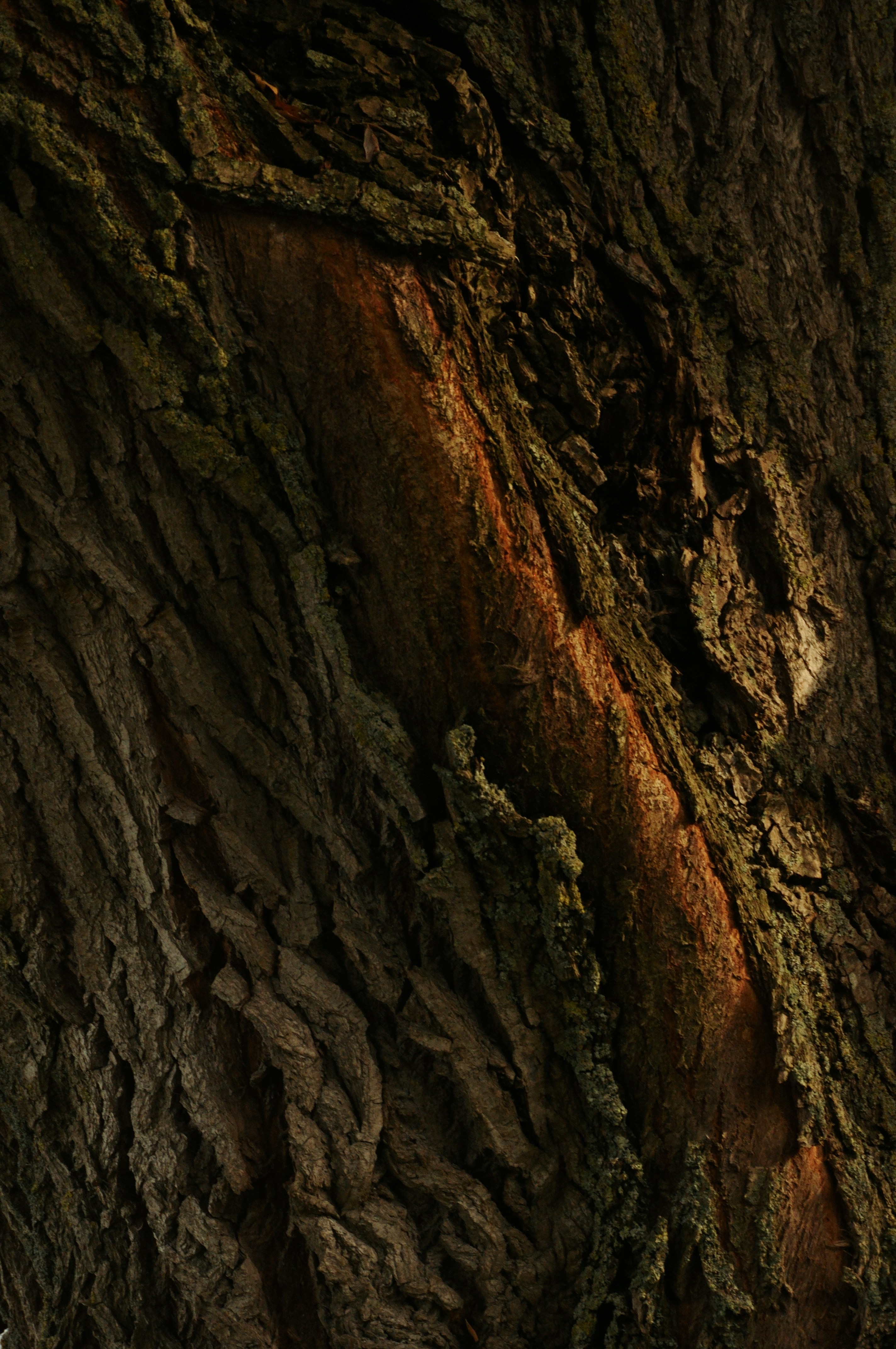 A close up of a tree trunk photo – Free Nature Image on Unsplash