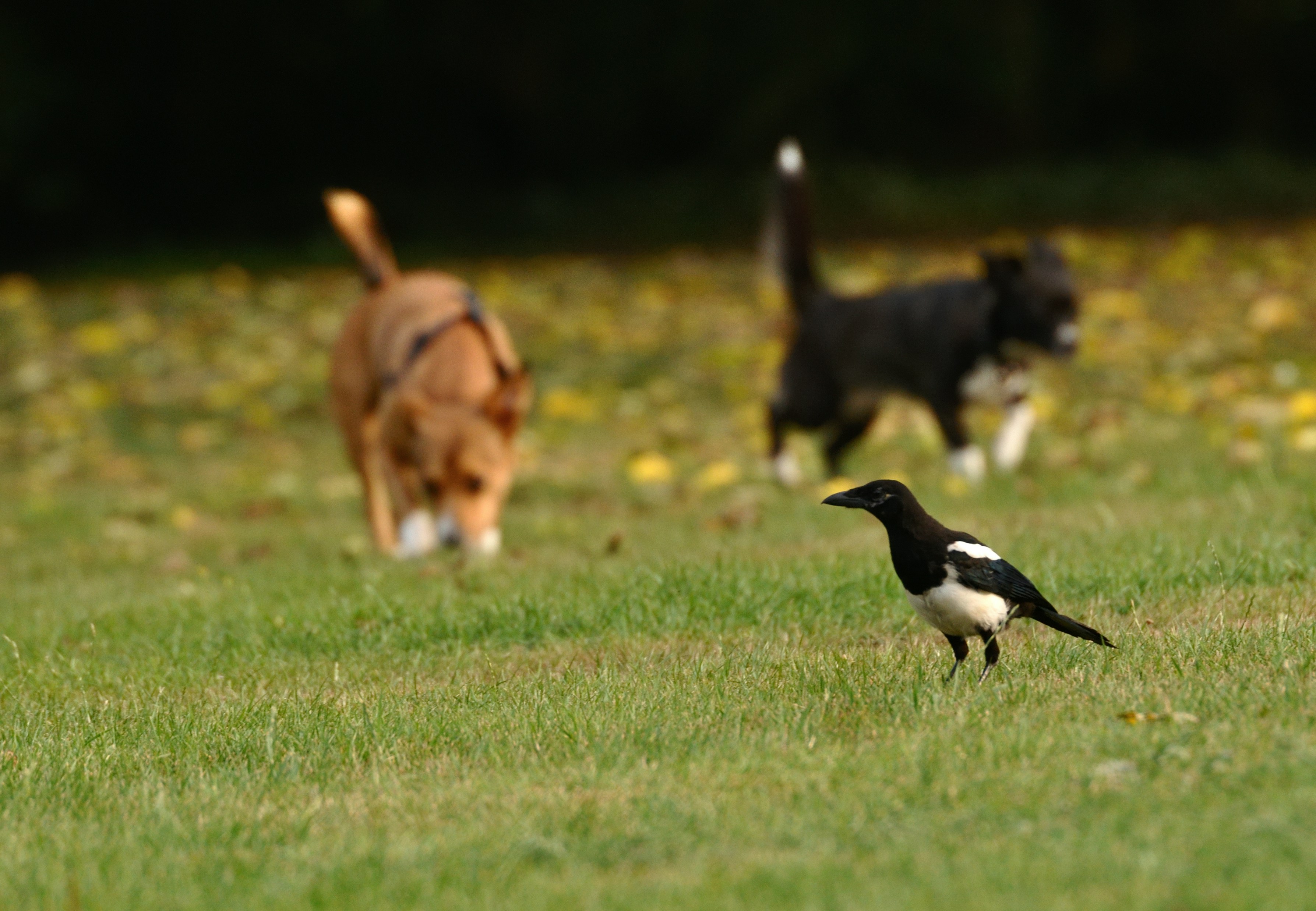 A dog chasing a bird photo – Free Amstelveen Image on Unsplash