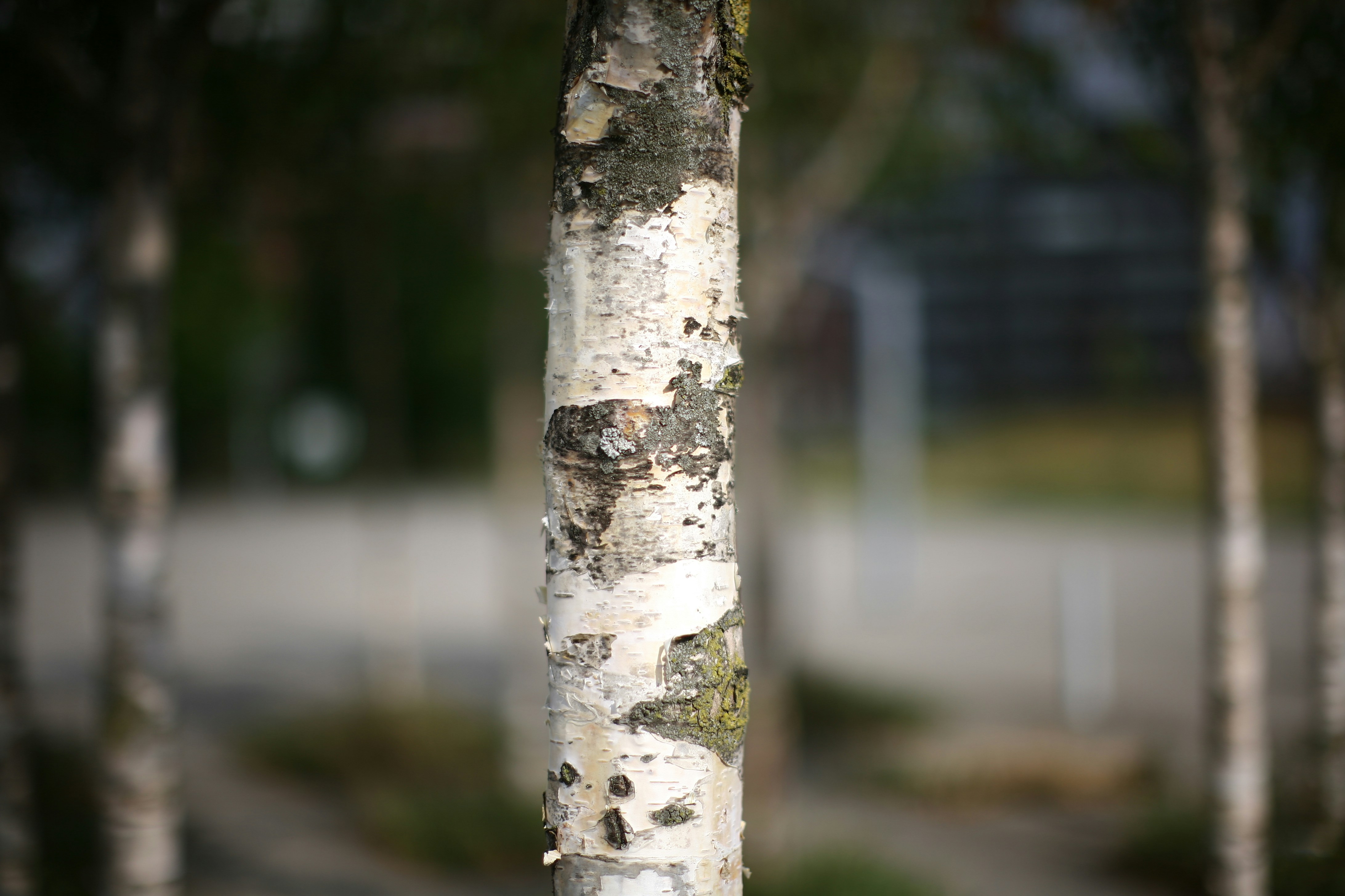 Close-up of a birch tree trunk showcasing its textured bark against a softly blurred background. The image highlights the intricate details of nature.
