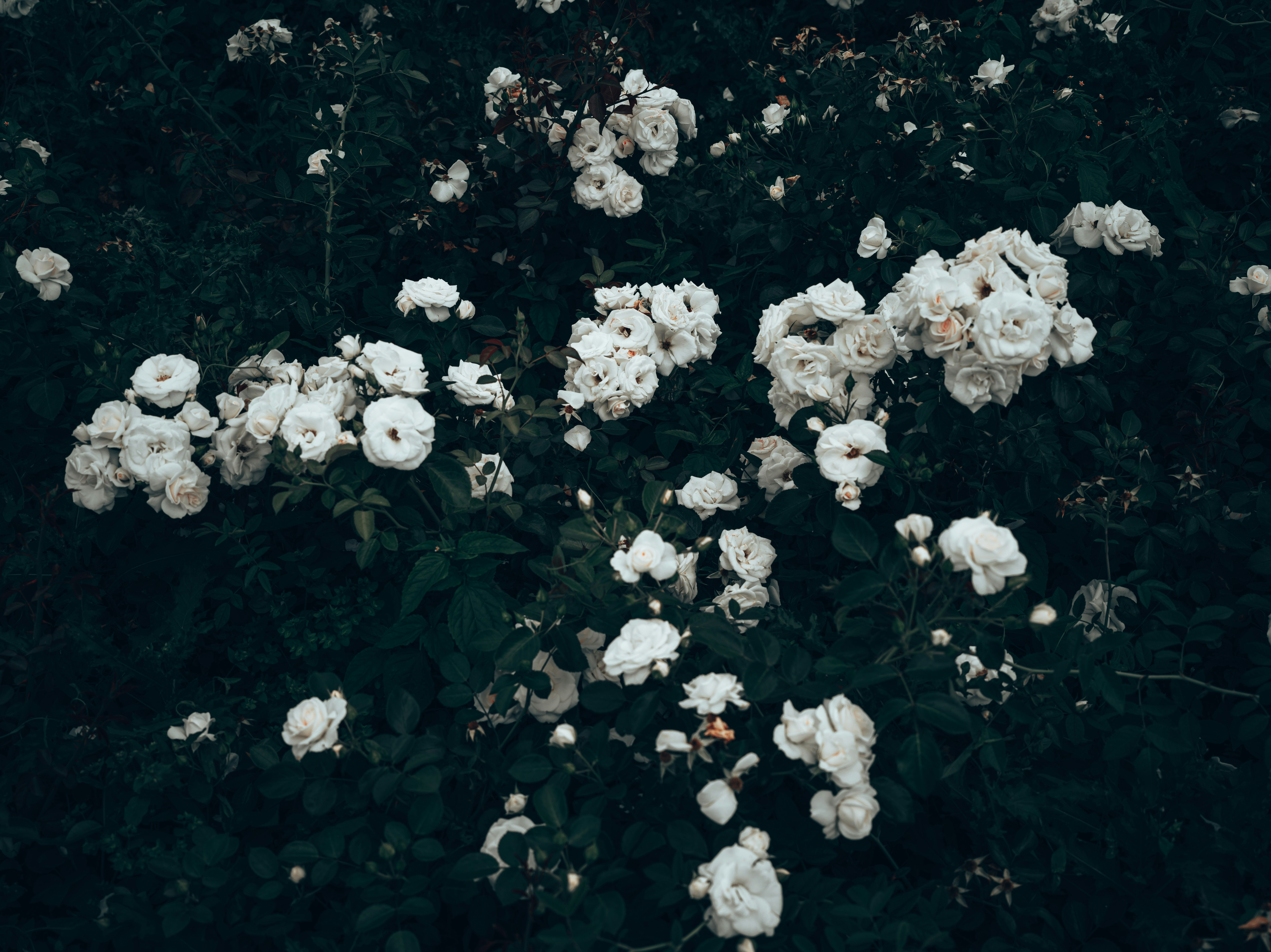 Moonlit Bounty: White Roses Veiled in Velvet Shadows
