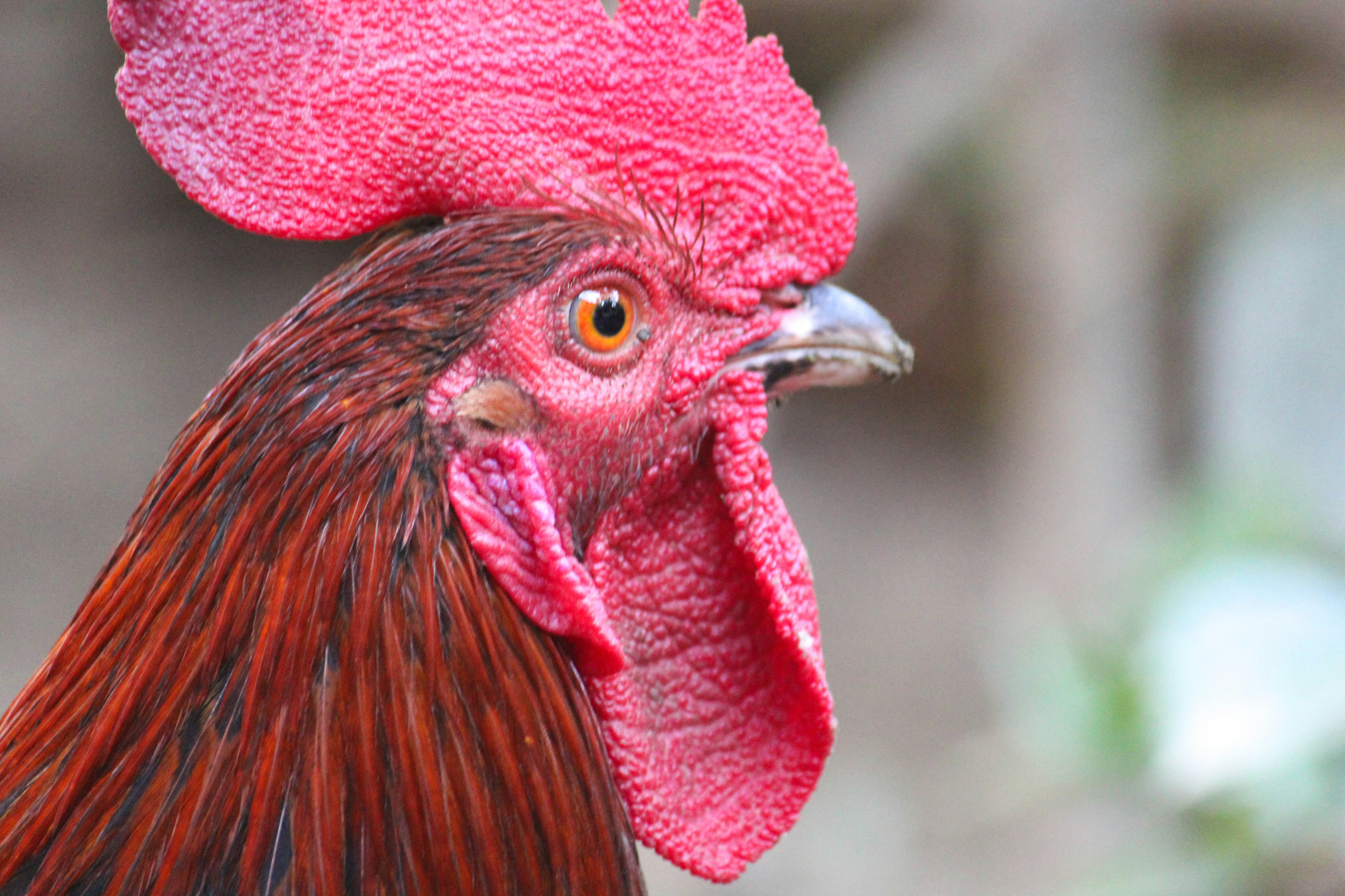Close-up of a vibrant rooster showcasing its intricate feather patterns and striking features. The focus is on its vivid colors and expressive eyes.