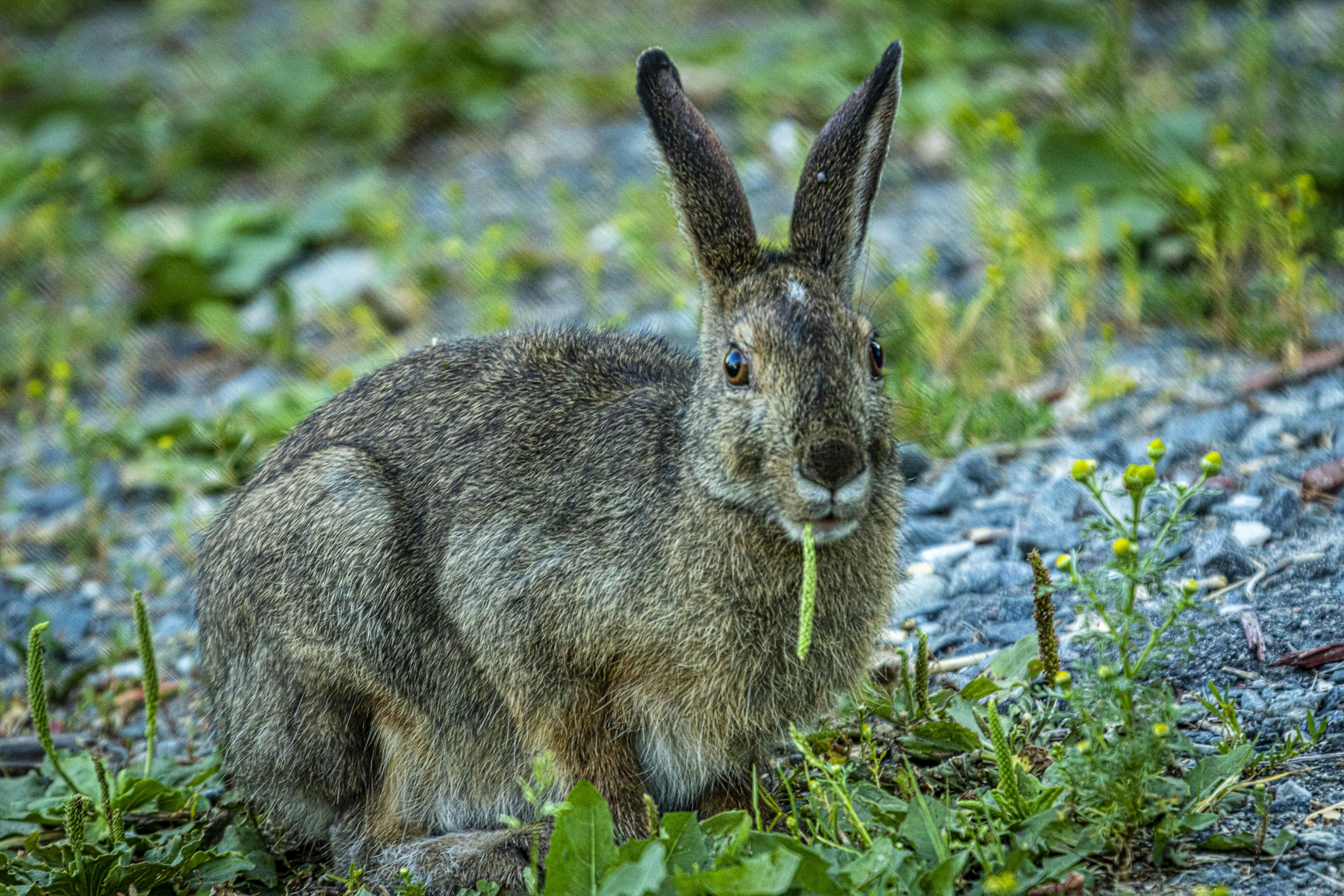 A rabbit in the grass photo – Free Northern ontario Image on Unsplash