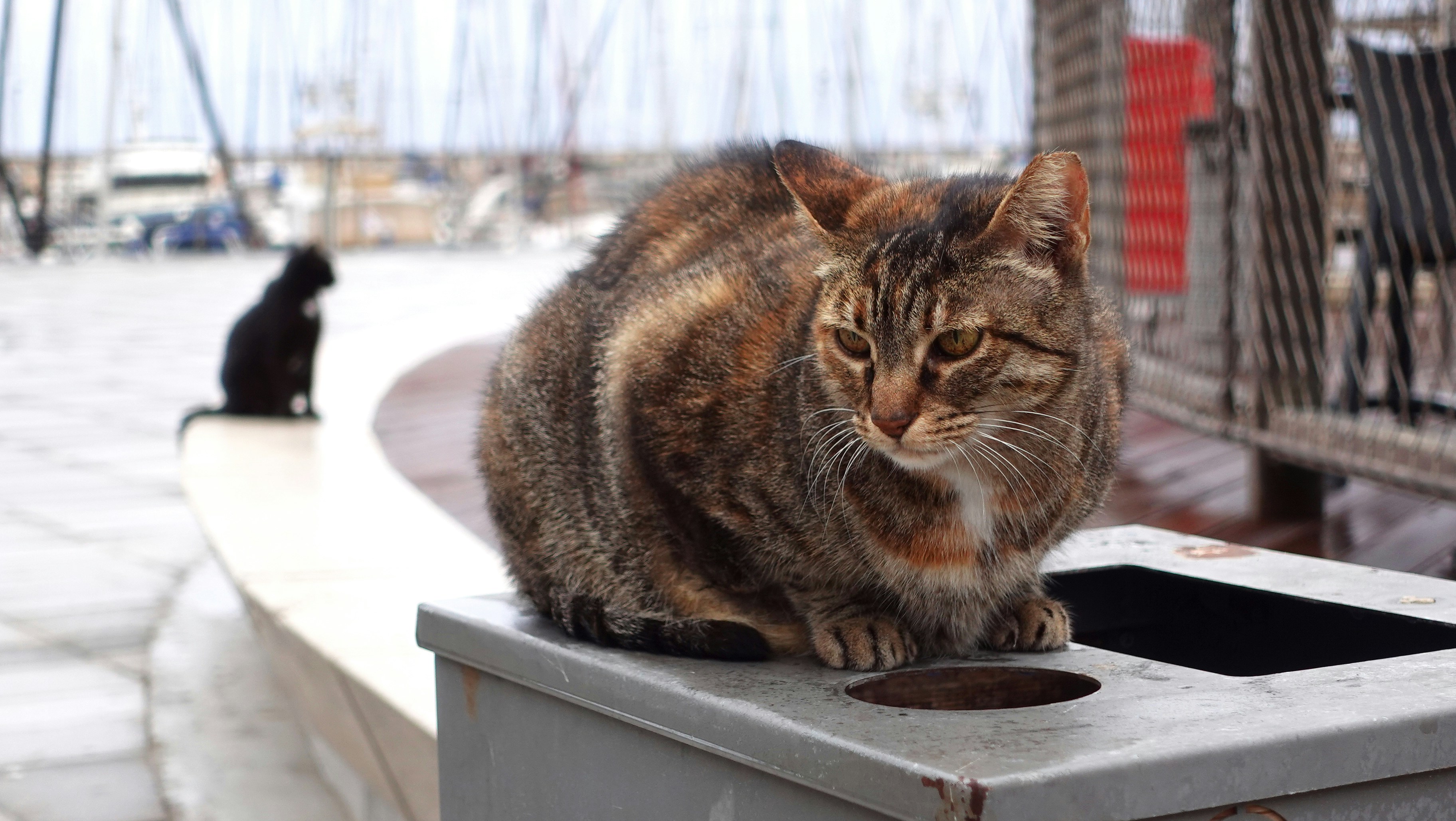 Harbor Watch: A Tabby Perched on a Weathered Dockside Bin