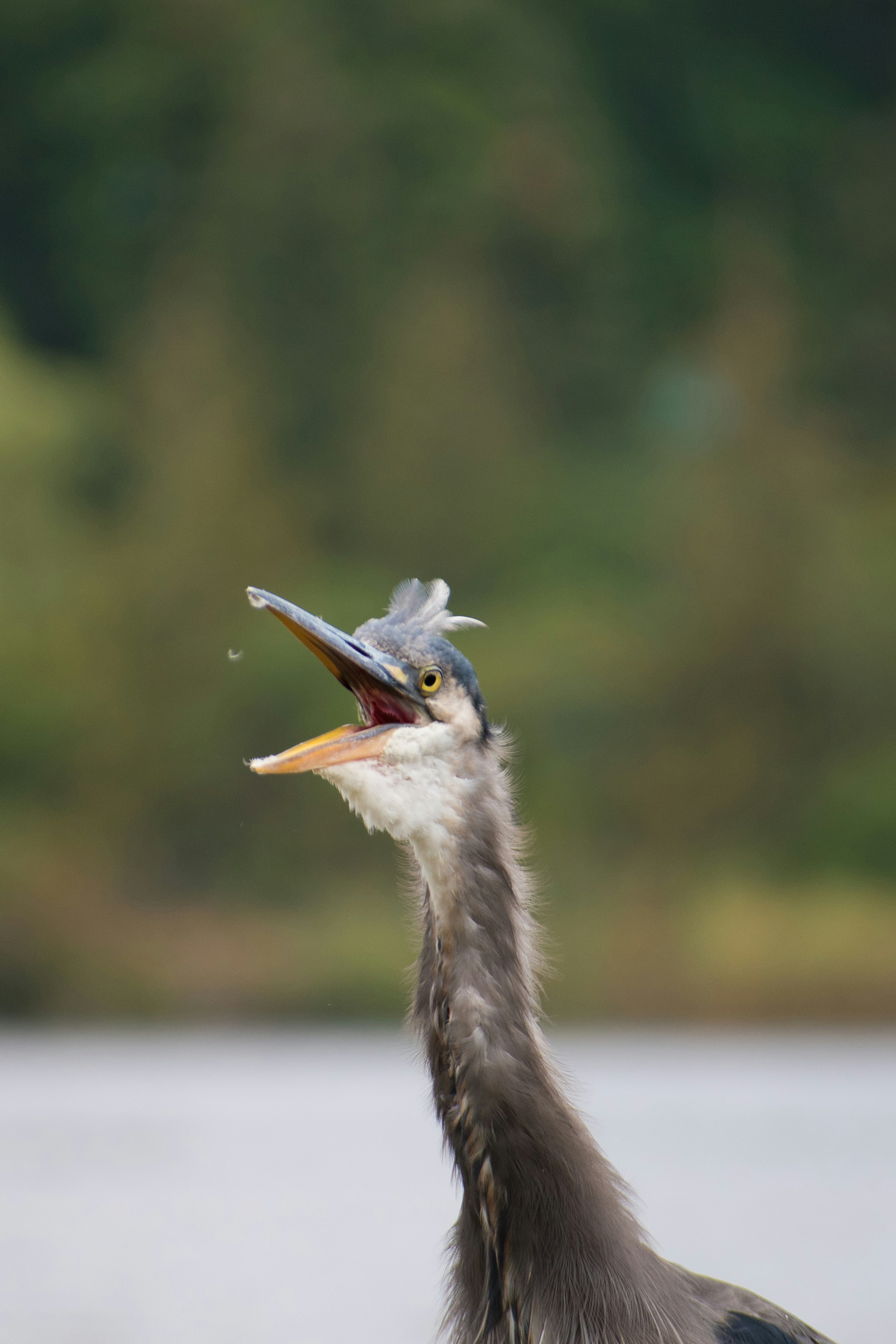A Heron Yawning