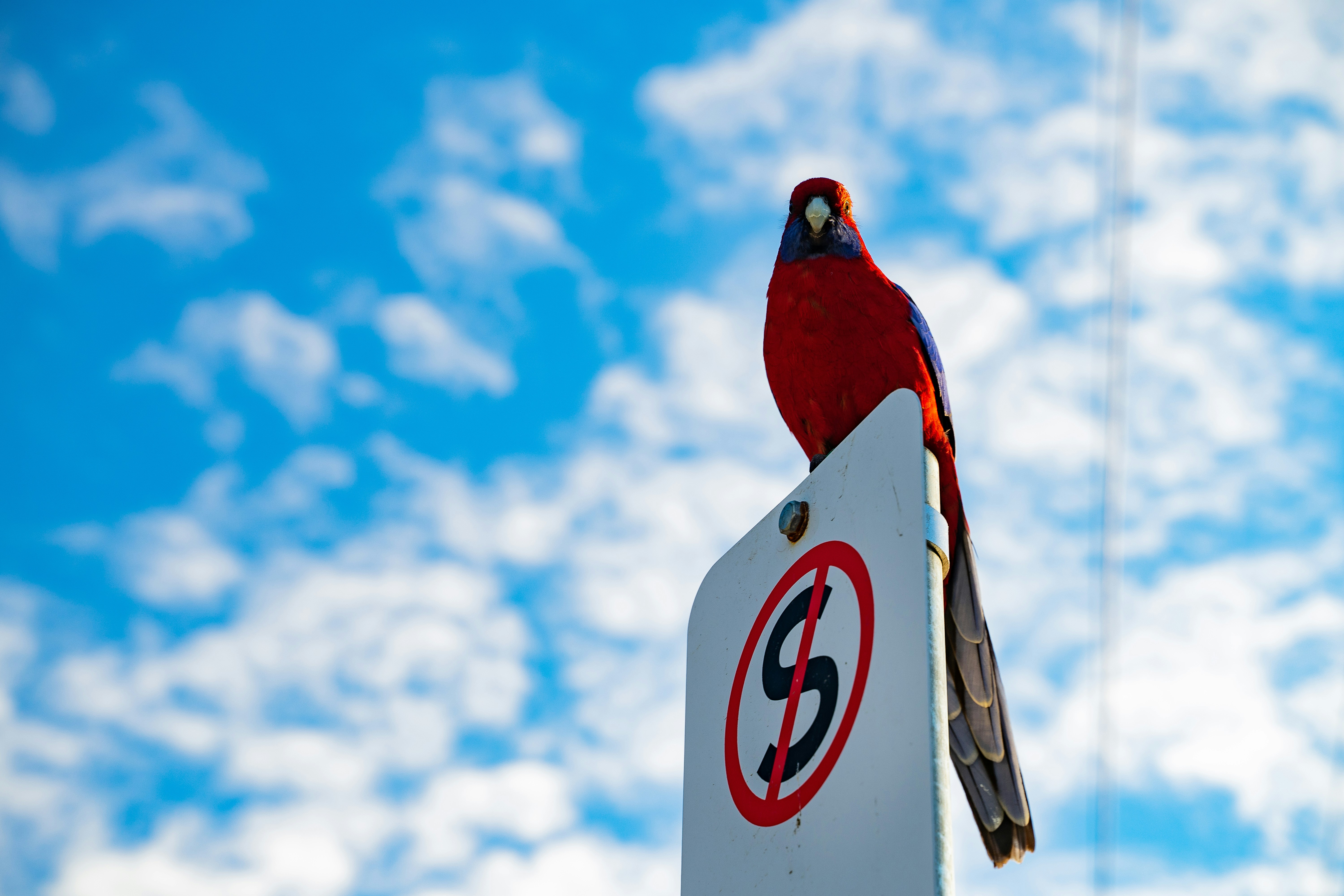 Scarlet Sentinel: Parrot on a Sign Against a Sky-Blue Backdrop