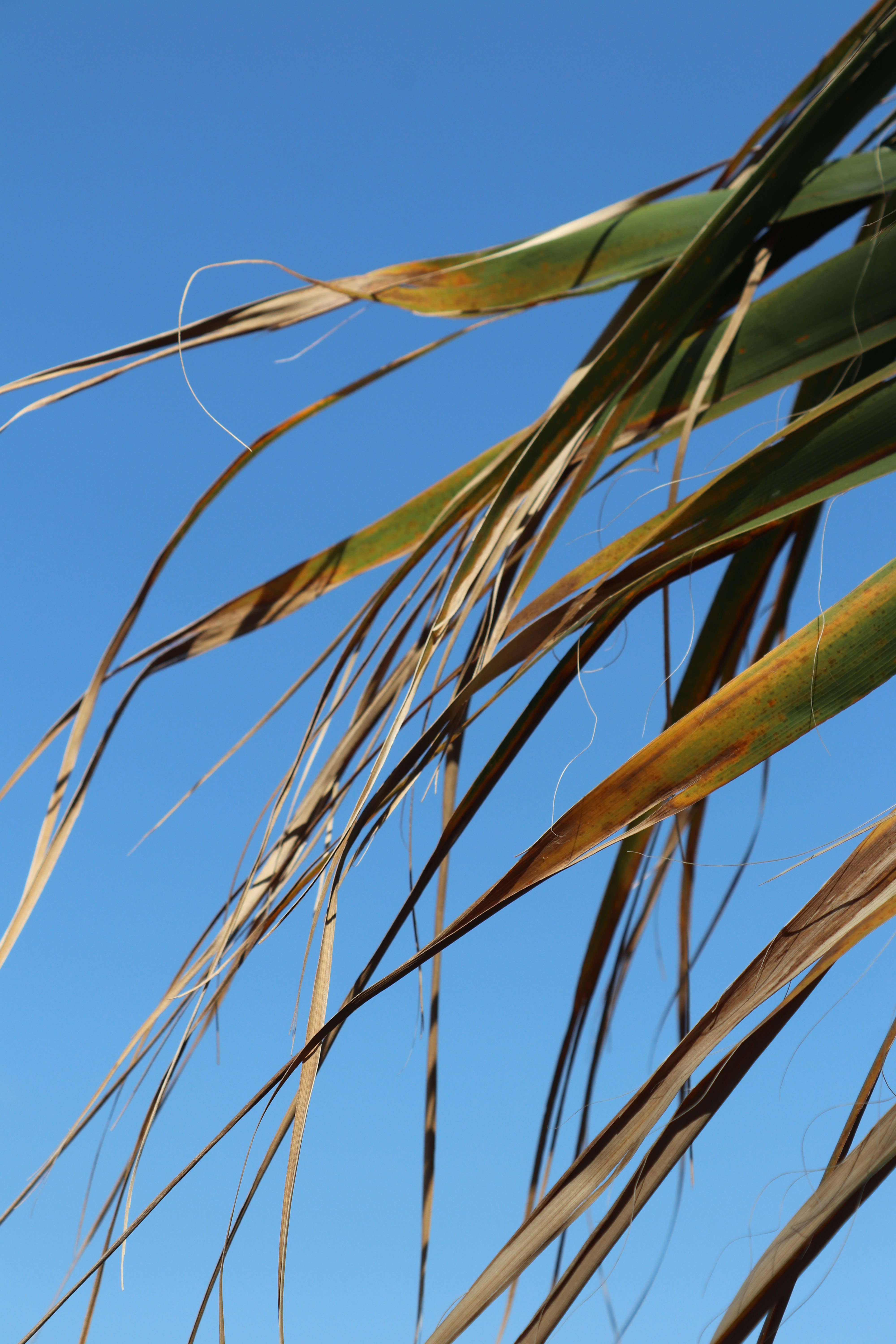 Dying palm fronds against a brilliant blue sky