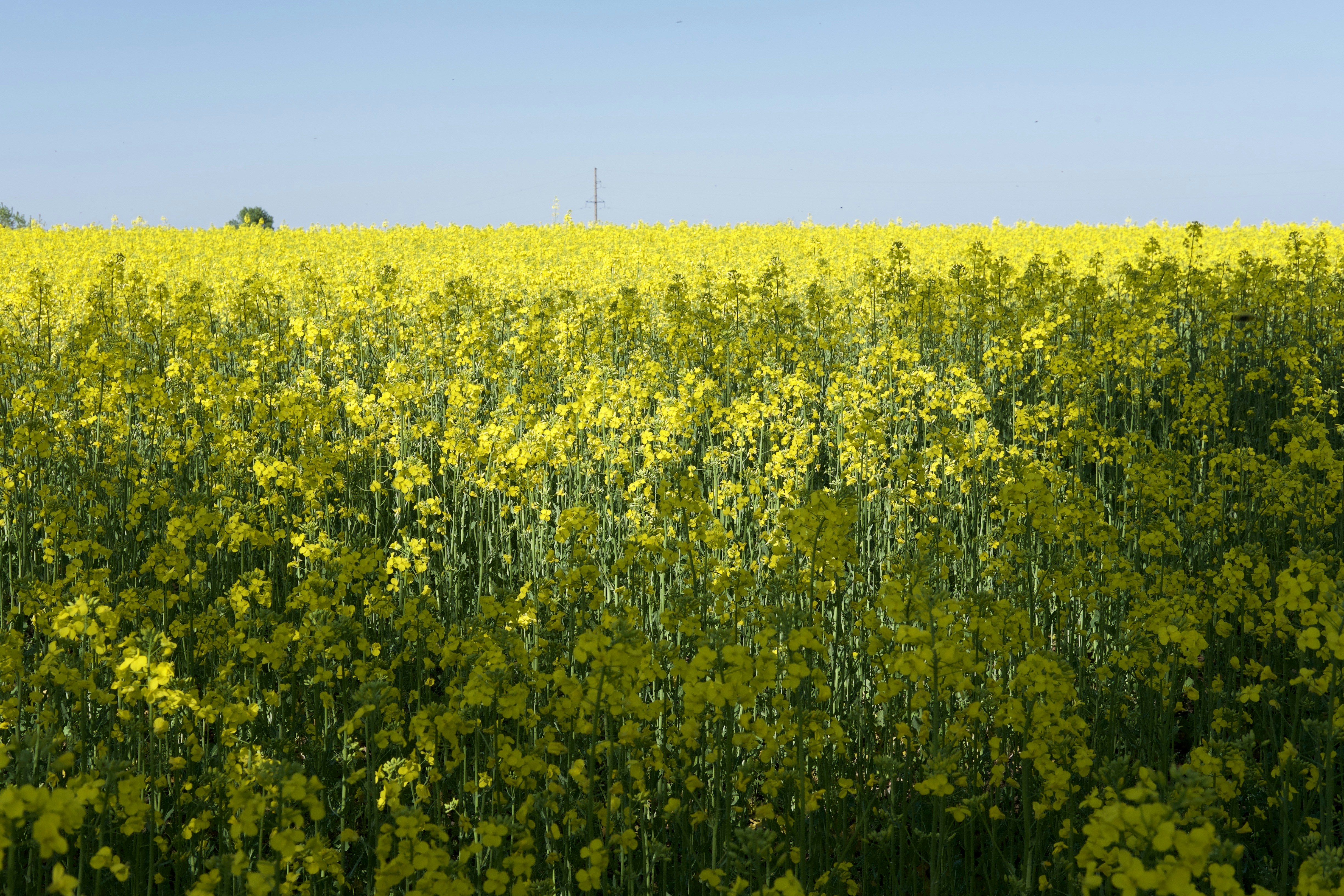 Vibrant yellow flowers blanket a vast field under a clear blue sky, creating a picturesque landscape. The scene captures the essence of spring's beauty.