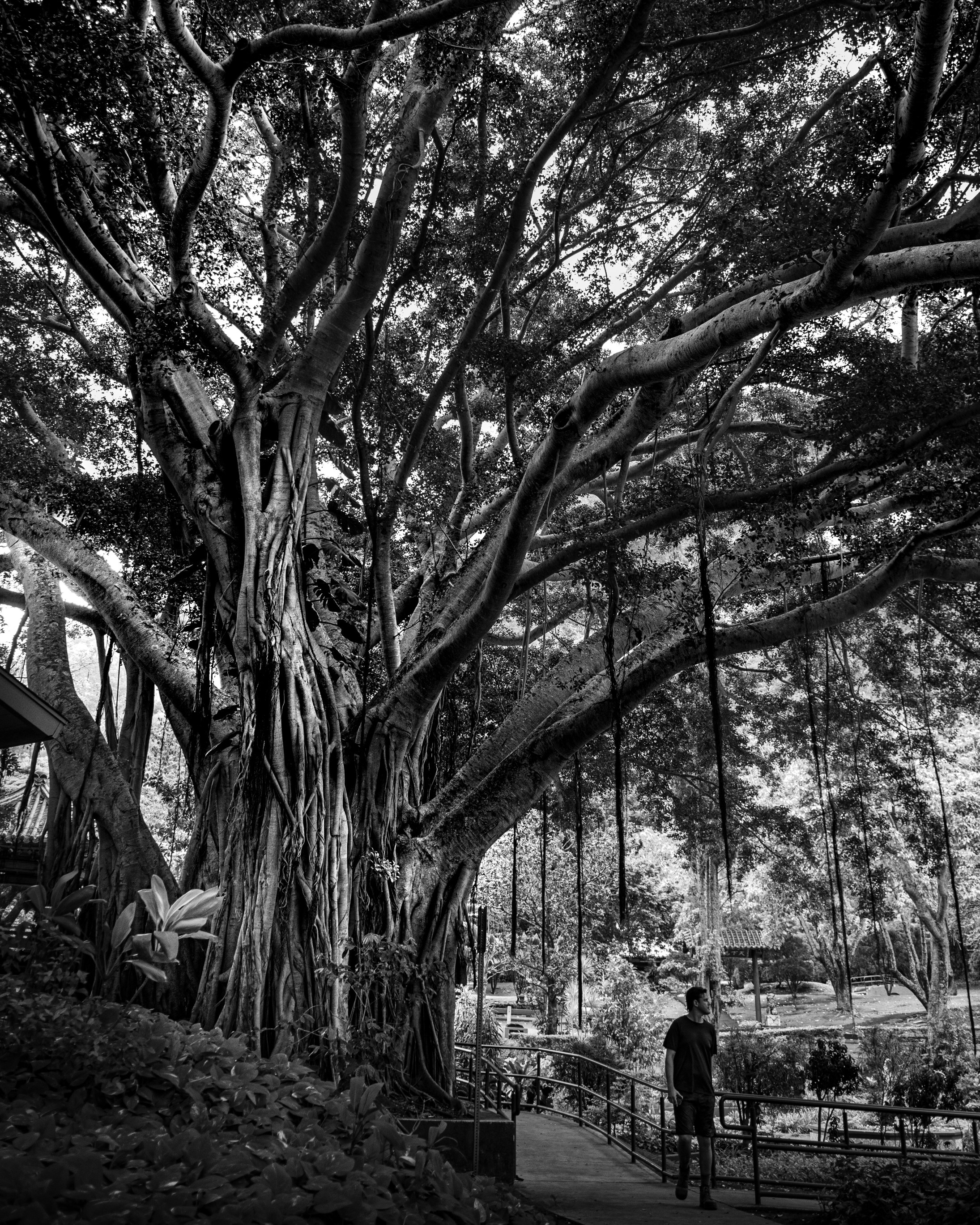 The epic banyan tree in Iao Valley