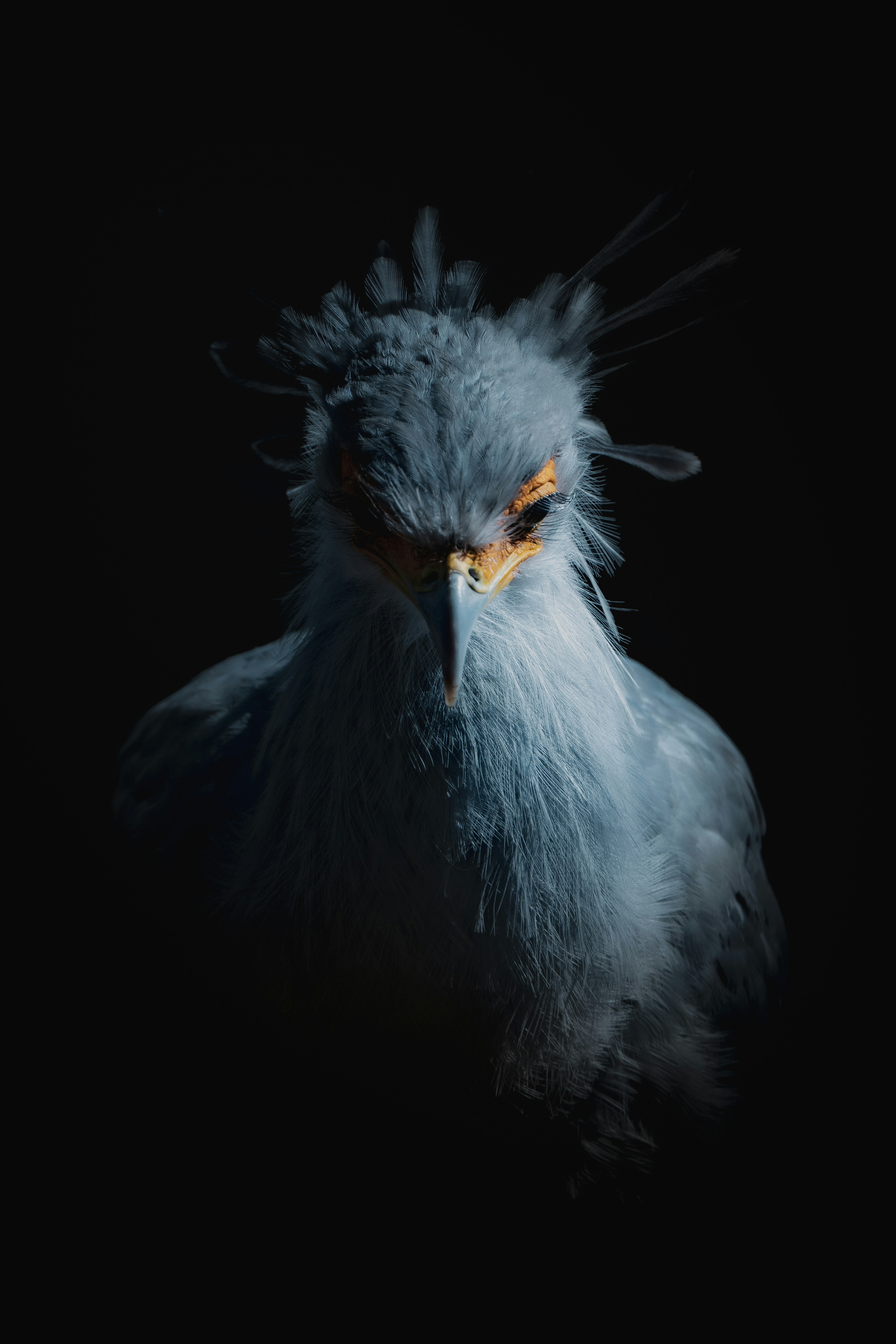 The Secretary bird’s skull-crushing kick - Beaks & Bones