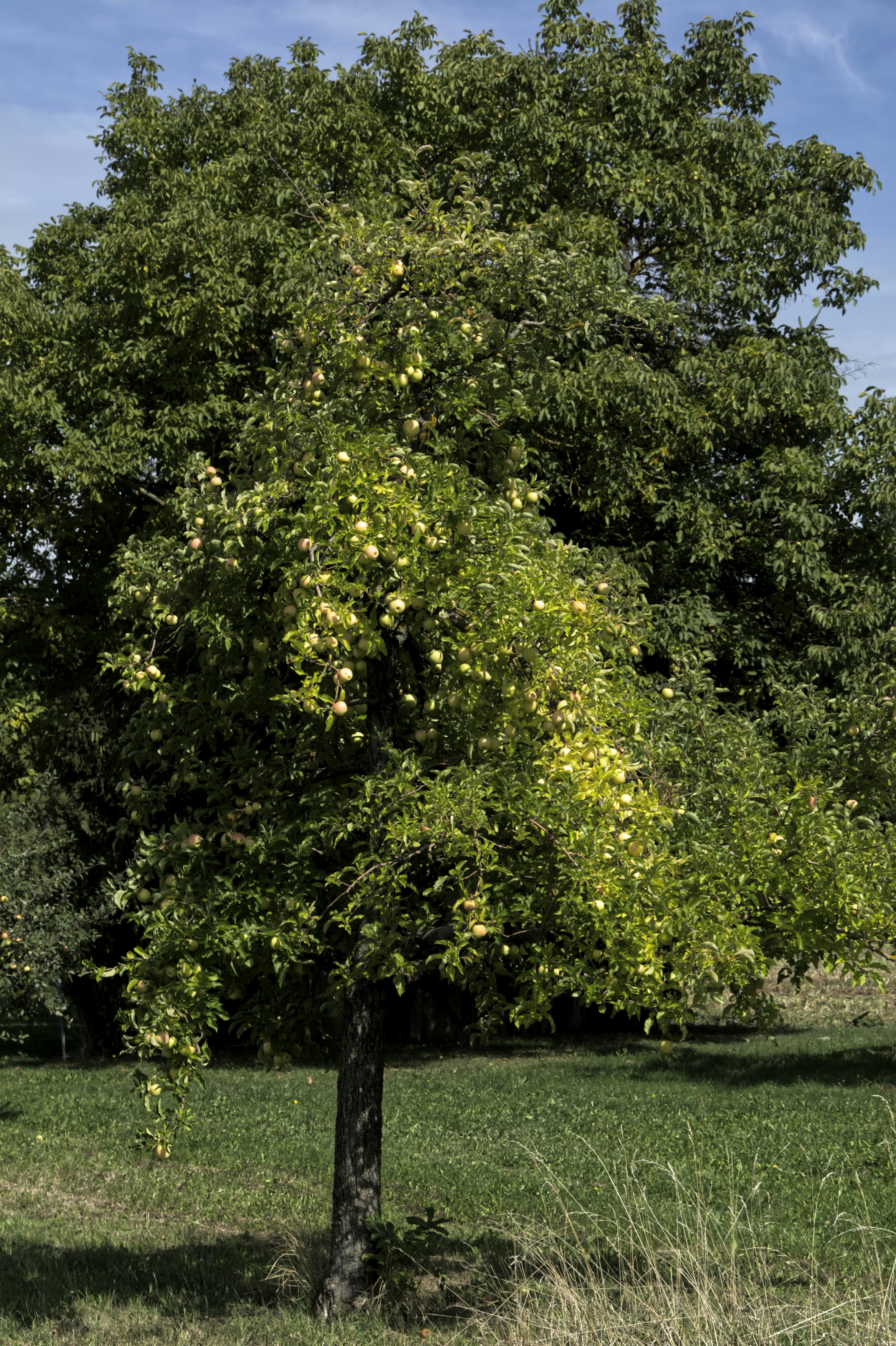 a tree with yellow flowers