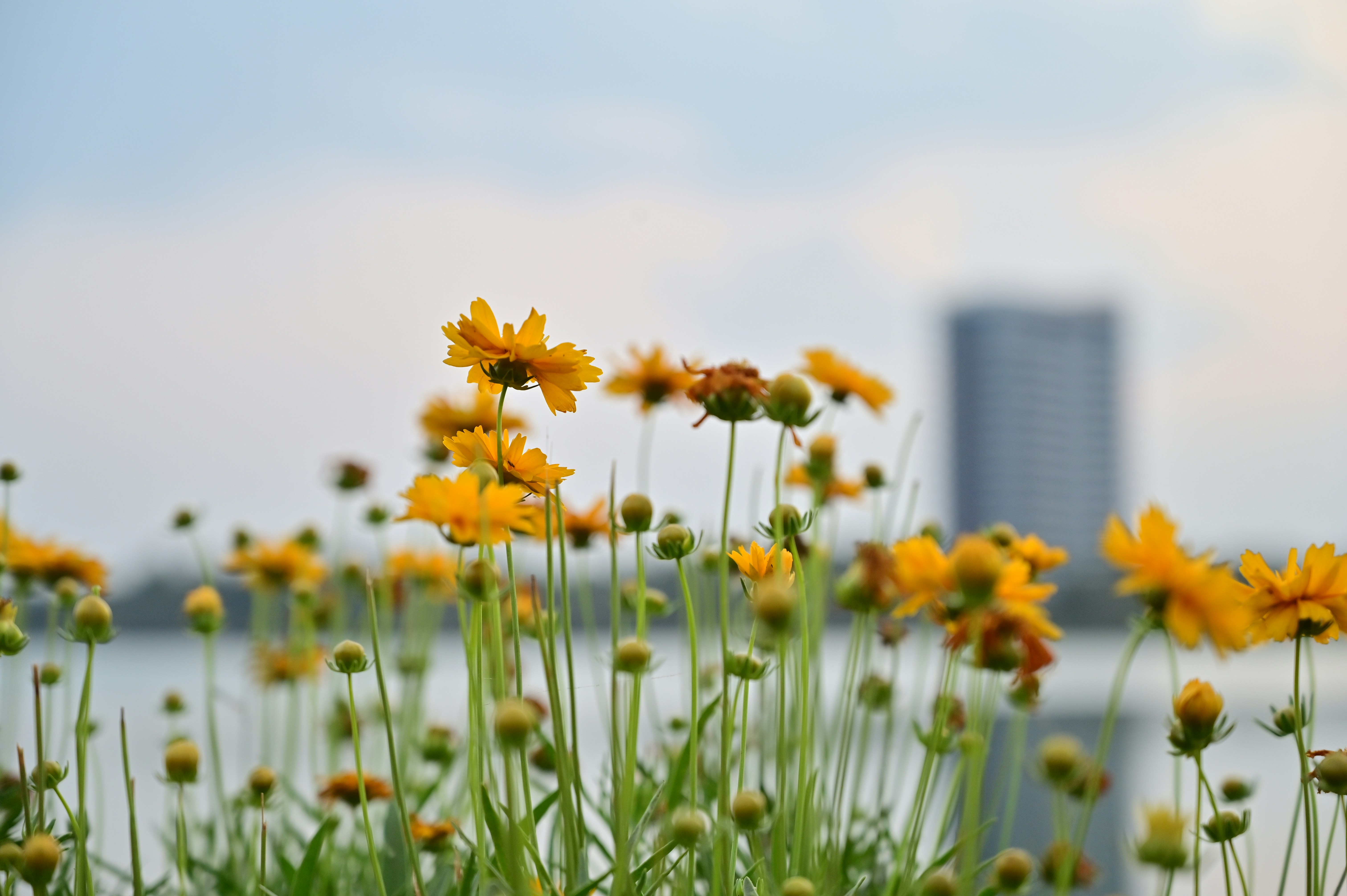 Golden Blooms in Focus, Cityscape Softly Blurred