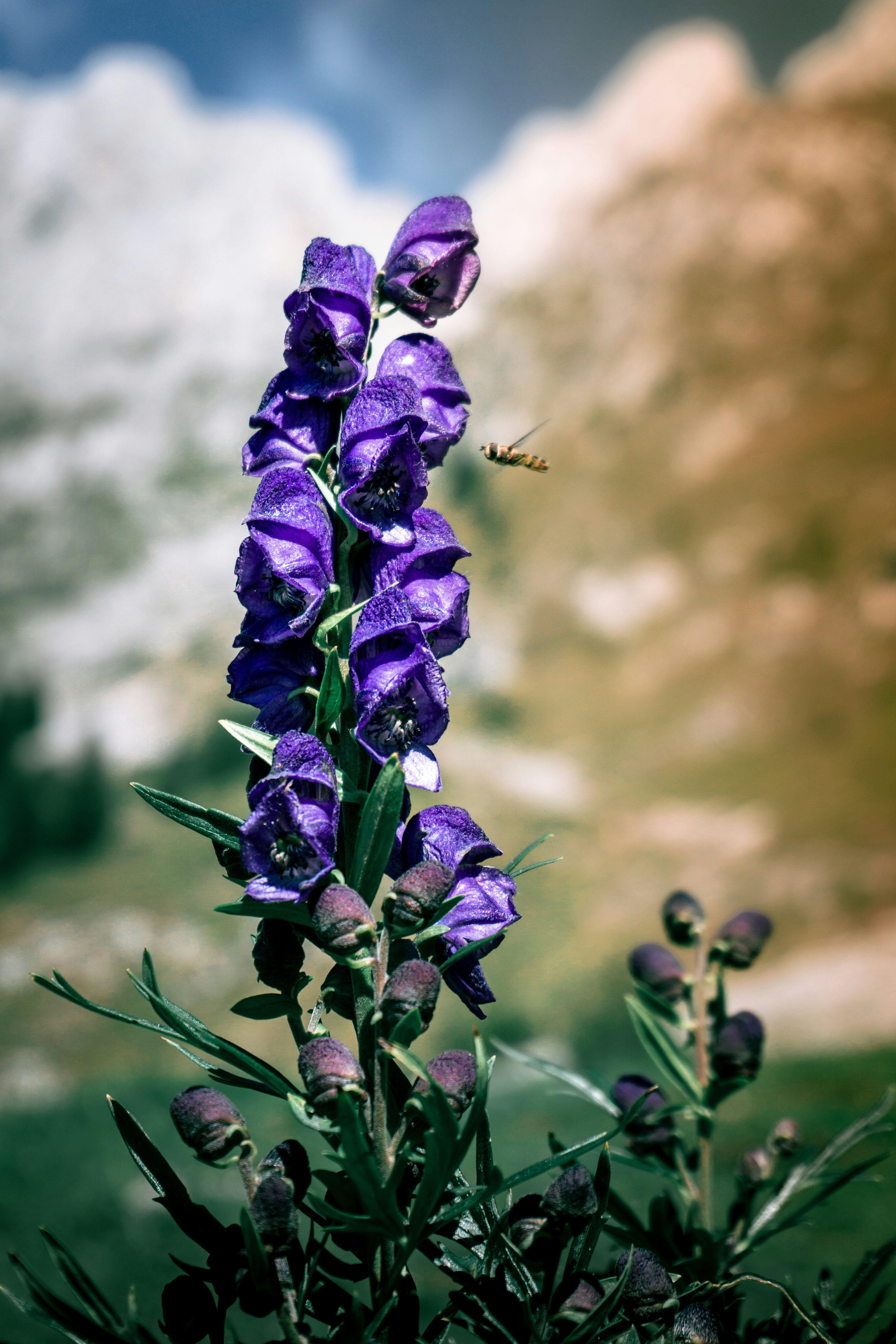 Purple spike: a bee pauses by the alpine foxglove