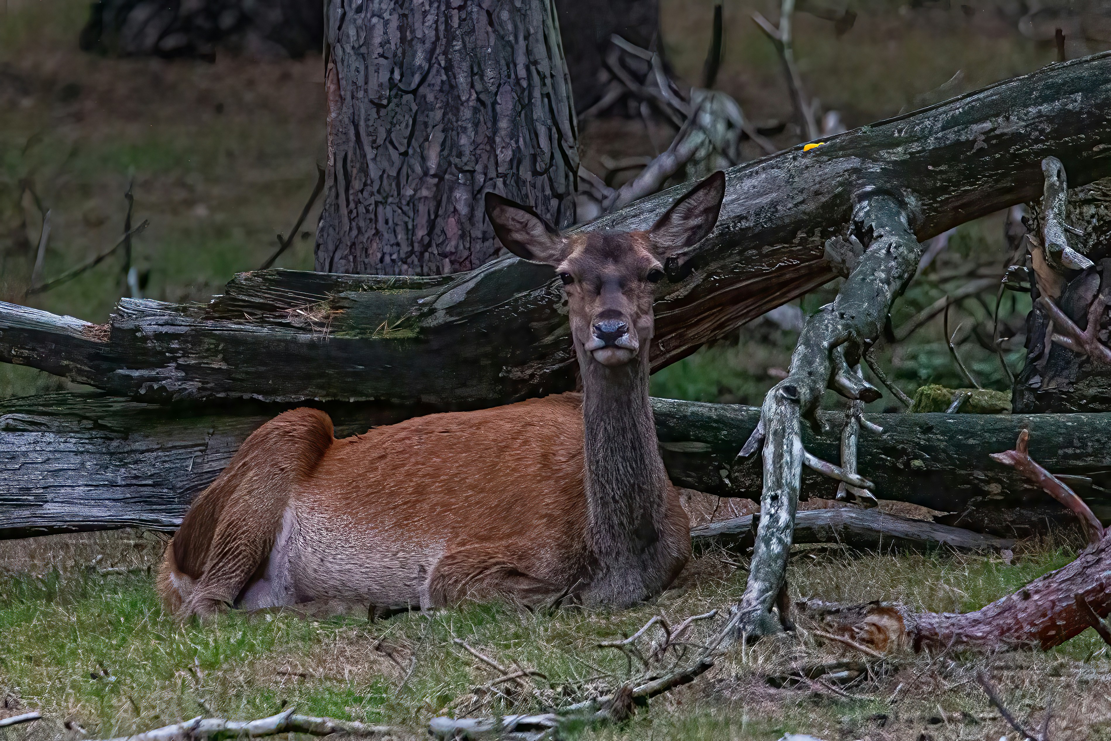 Photo by kenny goossen with Canon EOS 70D