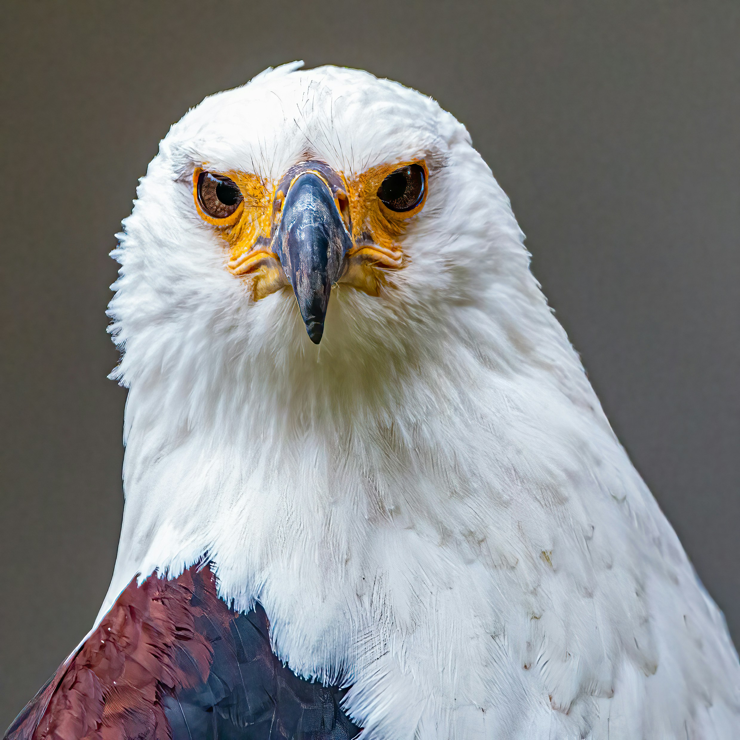 Close-up of a white-bellied sea eagle showcasing its striking features and intense gaze.