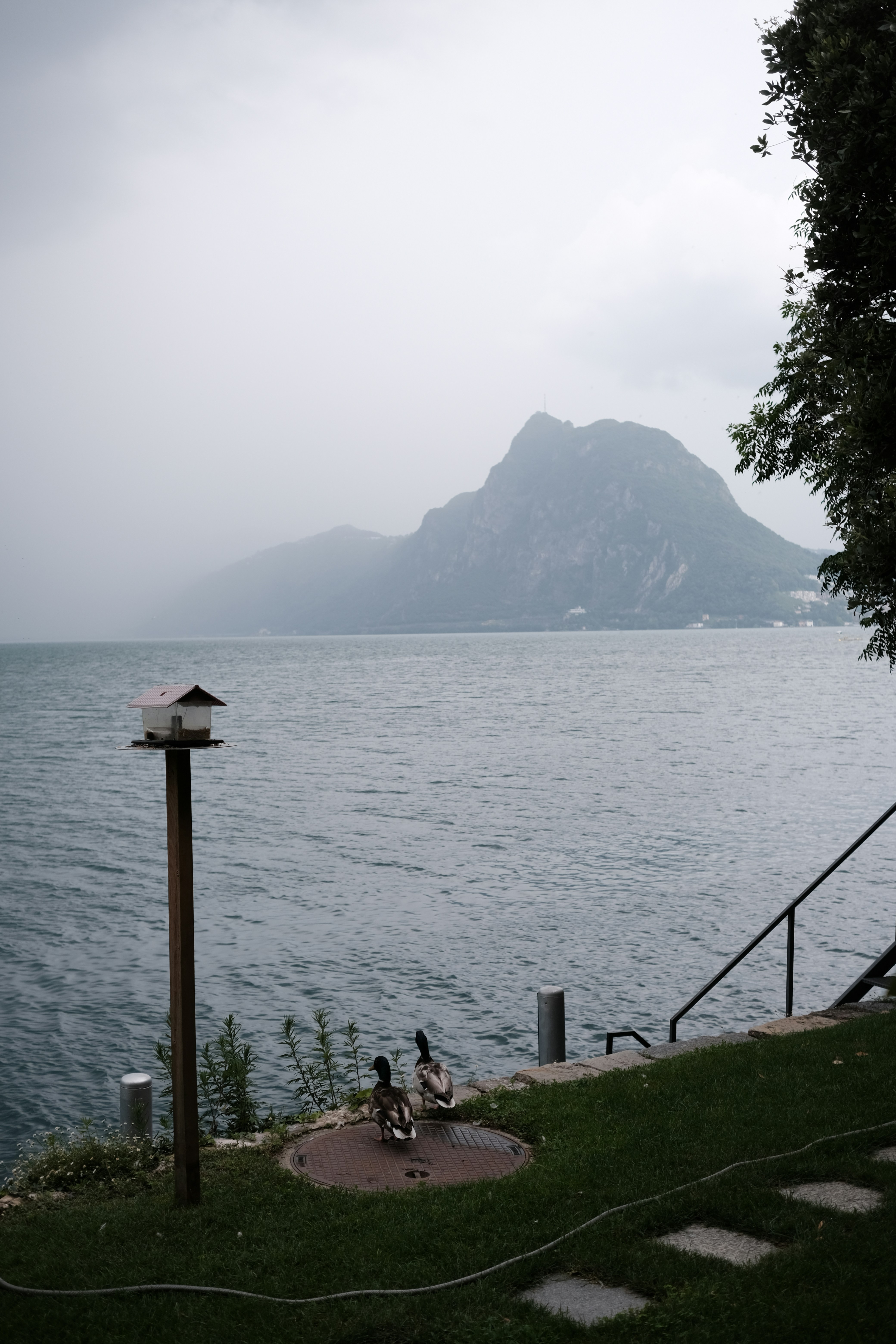A group of ducks sitting on a dock by a body of water photo – Free ...