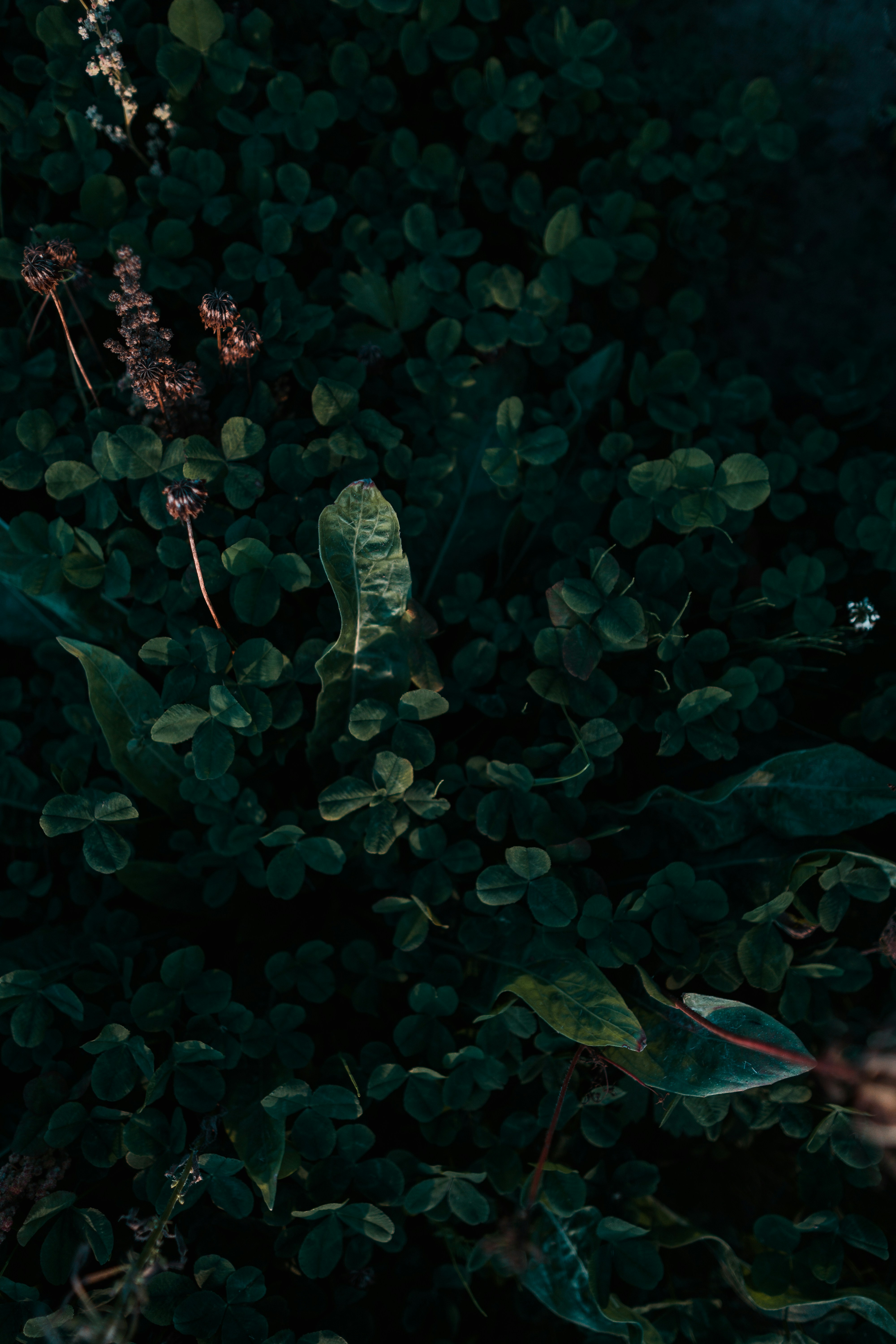 Moonlit Whisper: a lone leaf amid shadowed greens
