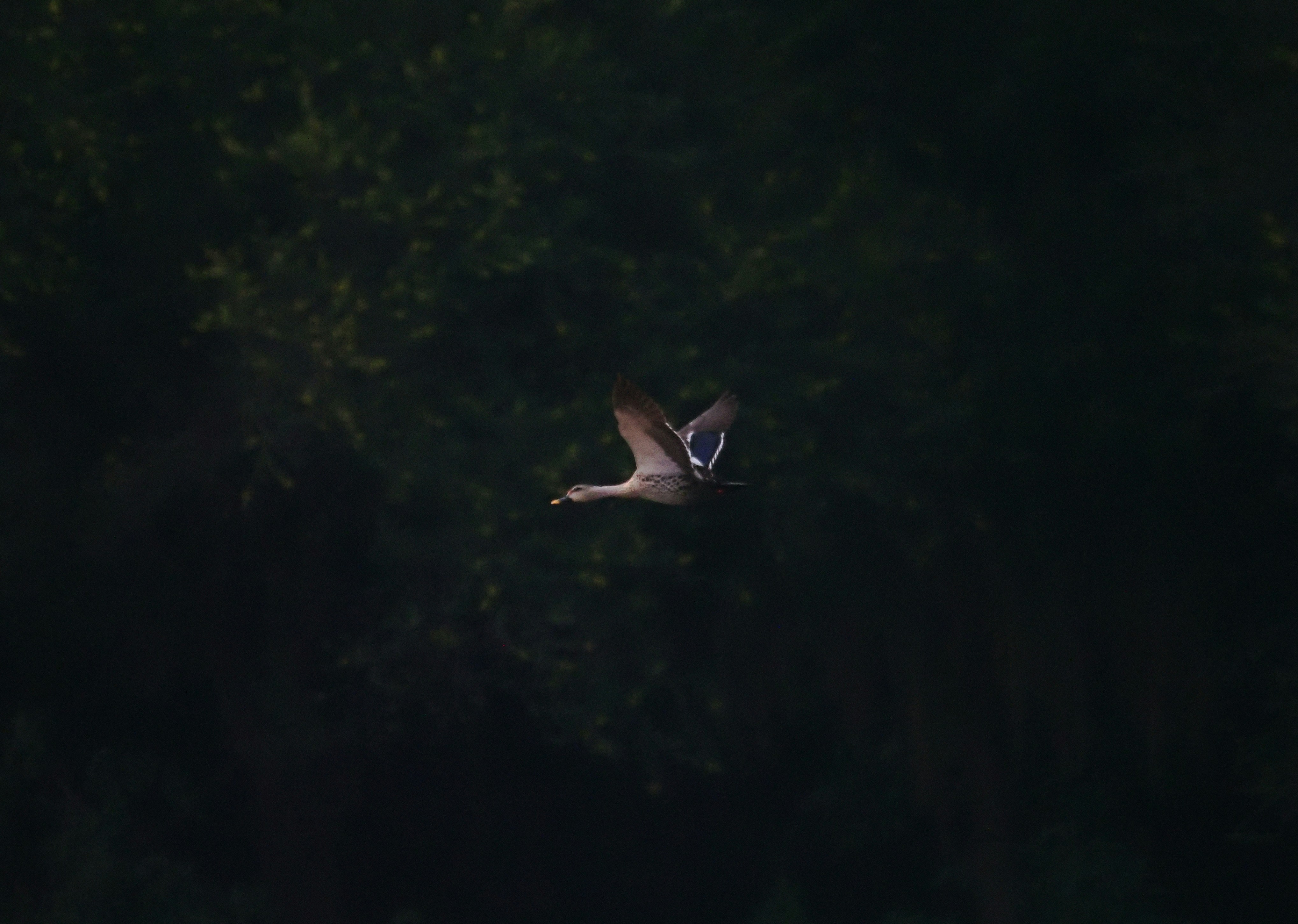 Wingbeat Over a Shadowed Canopy