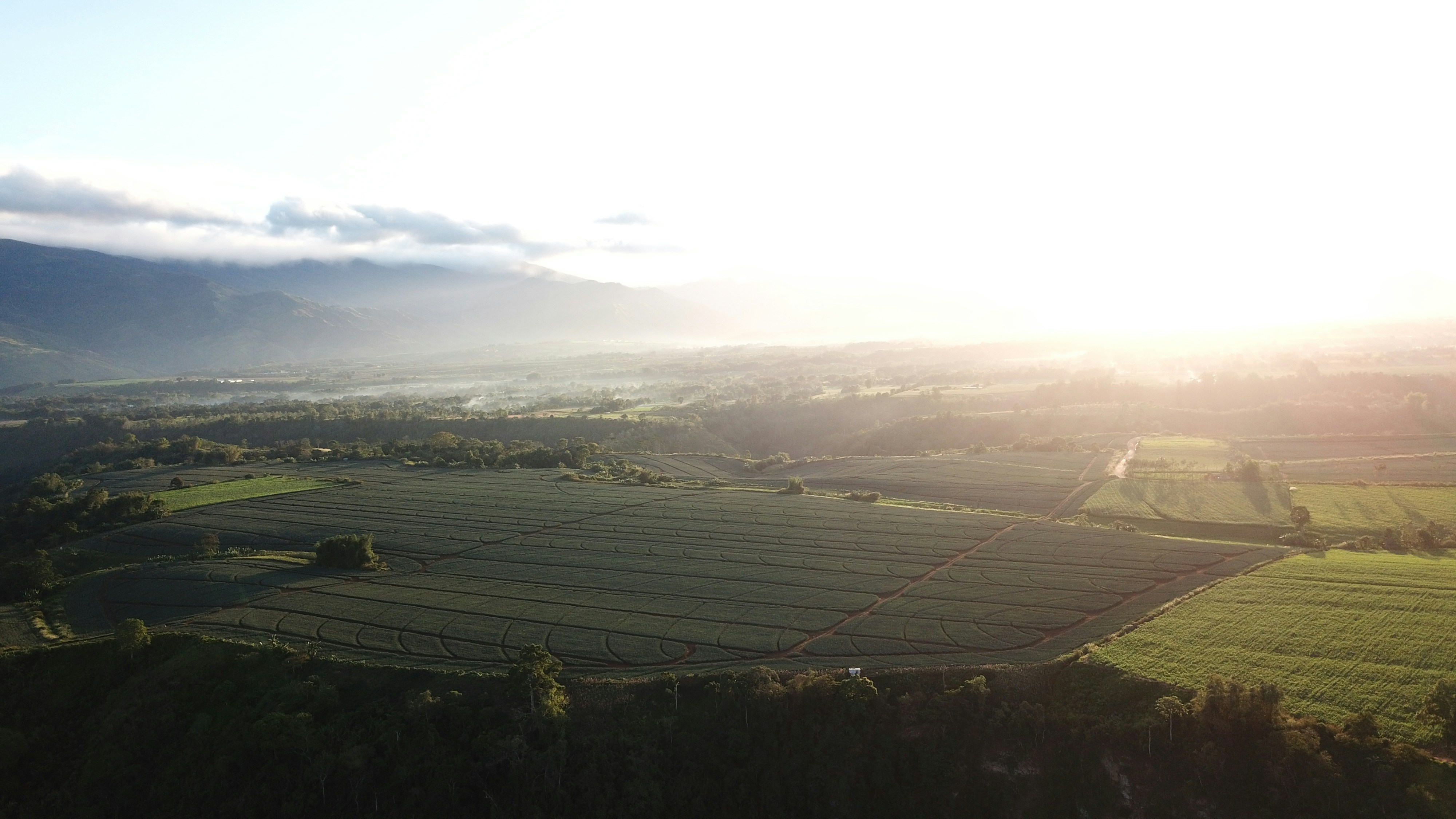 Expansive fields with neatly arranged rows basking in the soft morning light, highlighting the tranquil beauty of agricultural land.