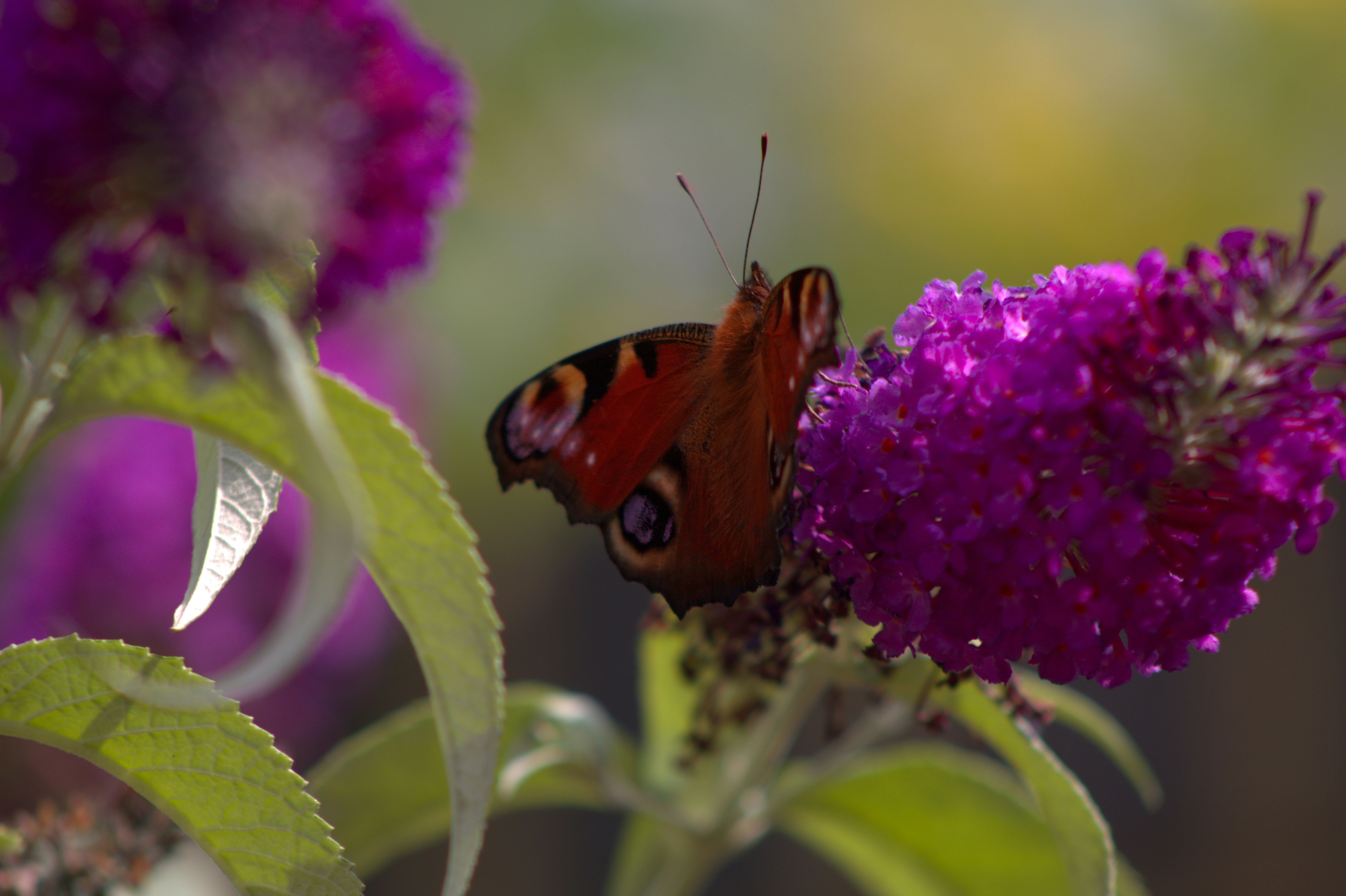 Un papillon sur une fleur photo – Photo Milton Keynes (en anglais ...