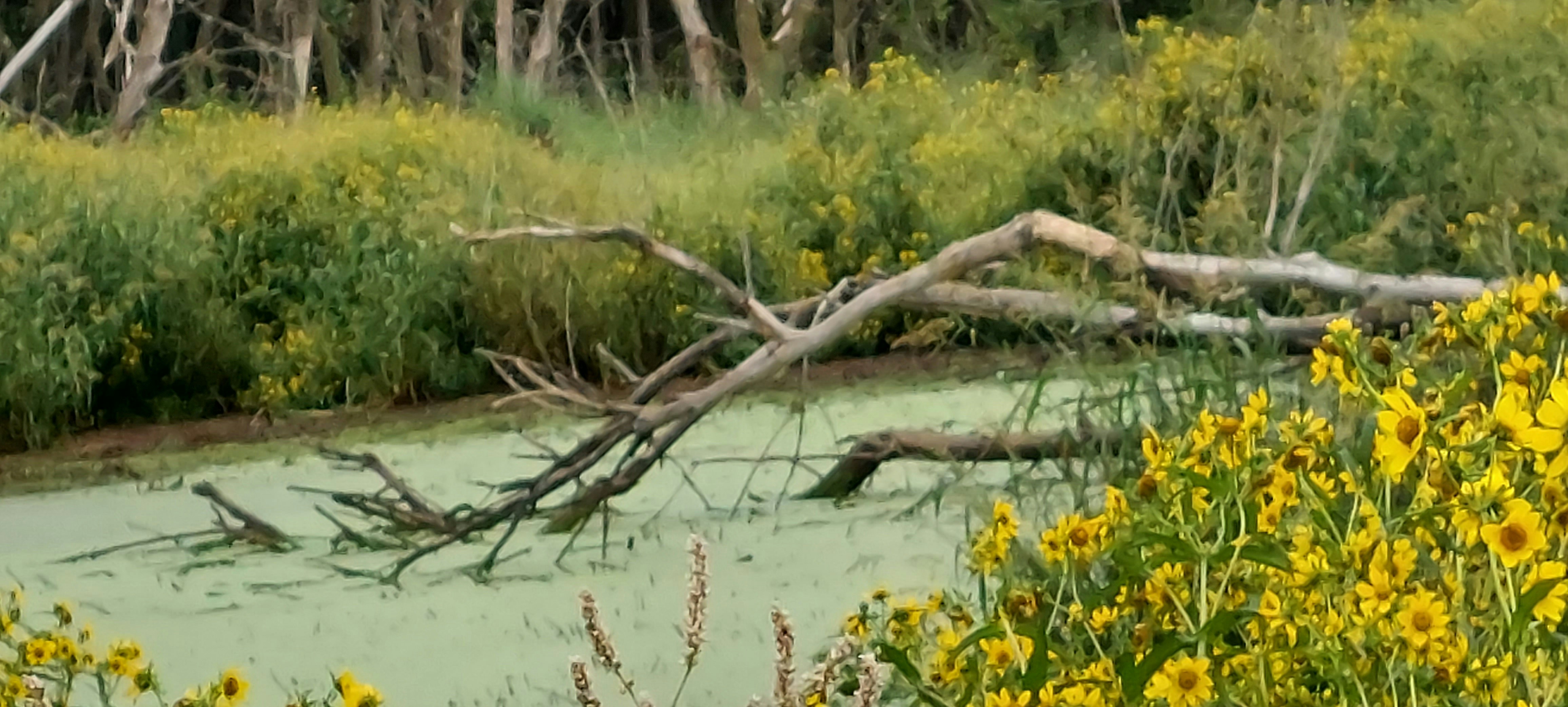A tree branch in a pond photo – Free Land Image on Unsplash