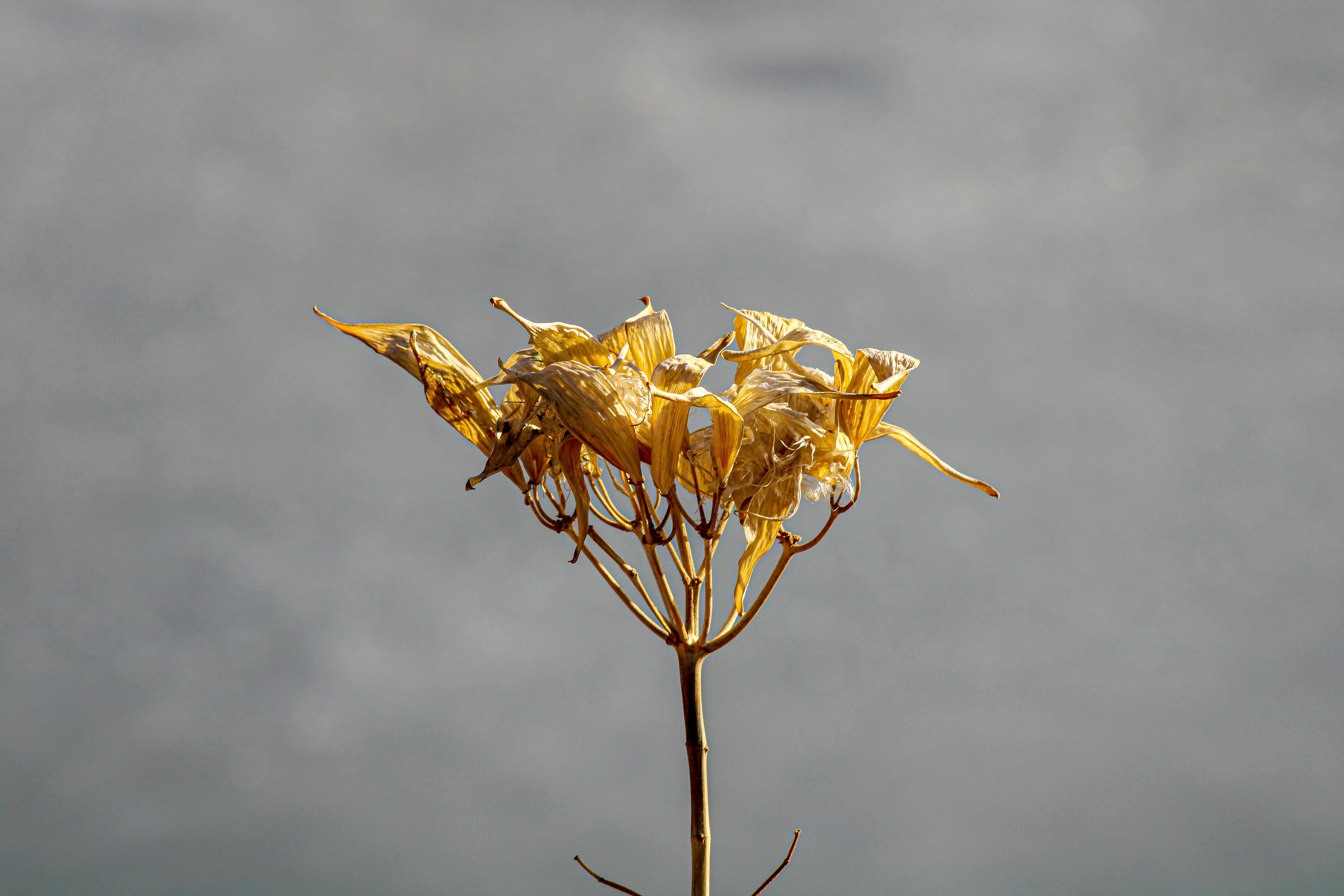 Silently Crowned: A Dried Hydrangea Portrait in Misty Gray