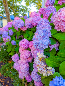 Hydrangea Mosaic: Pink, Purple, and Blue Blooms in a Sunlit Border