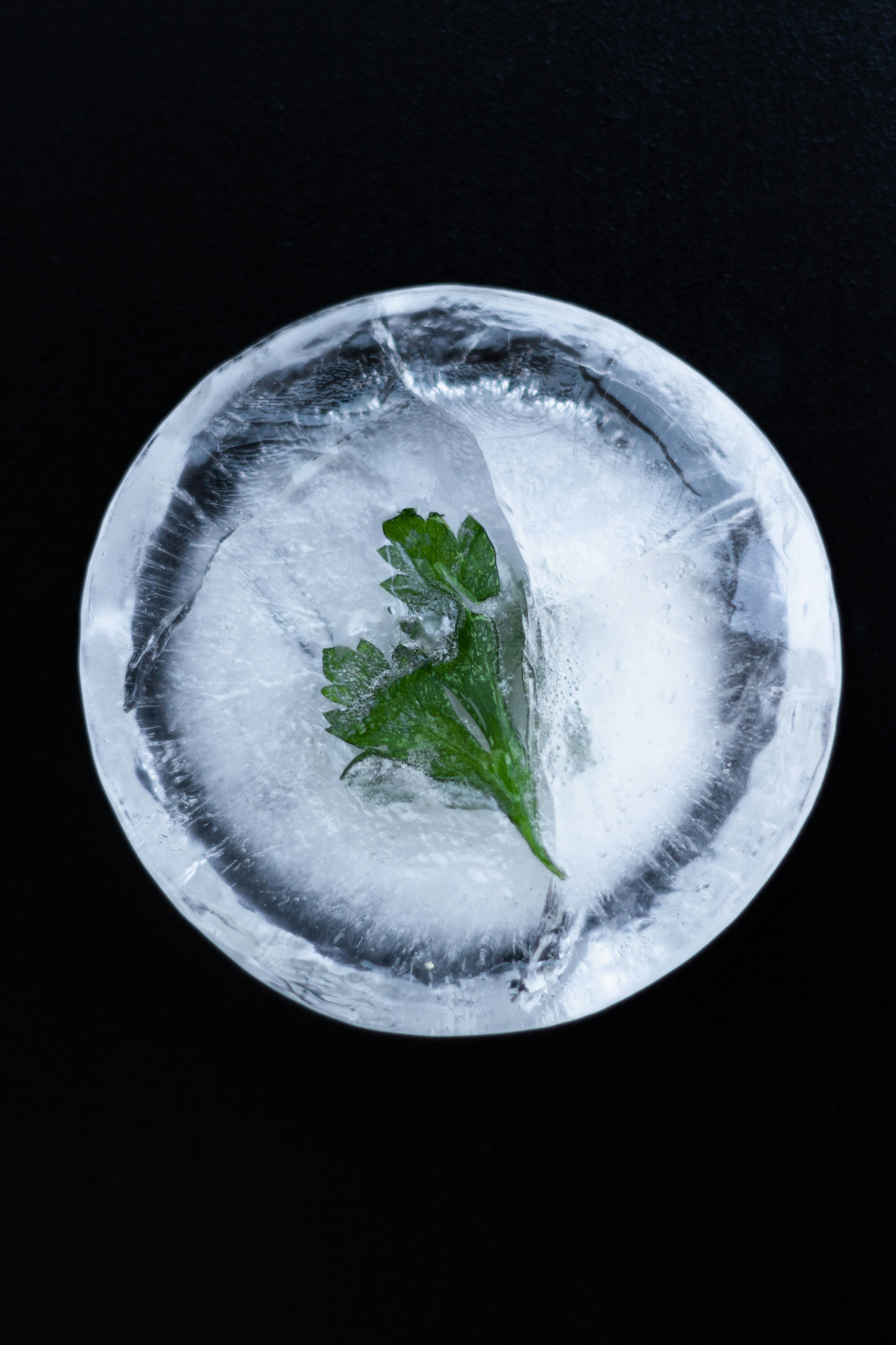 Crystal Ice Disk: a Green Leaf Cradled in Frozen Clarity
