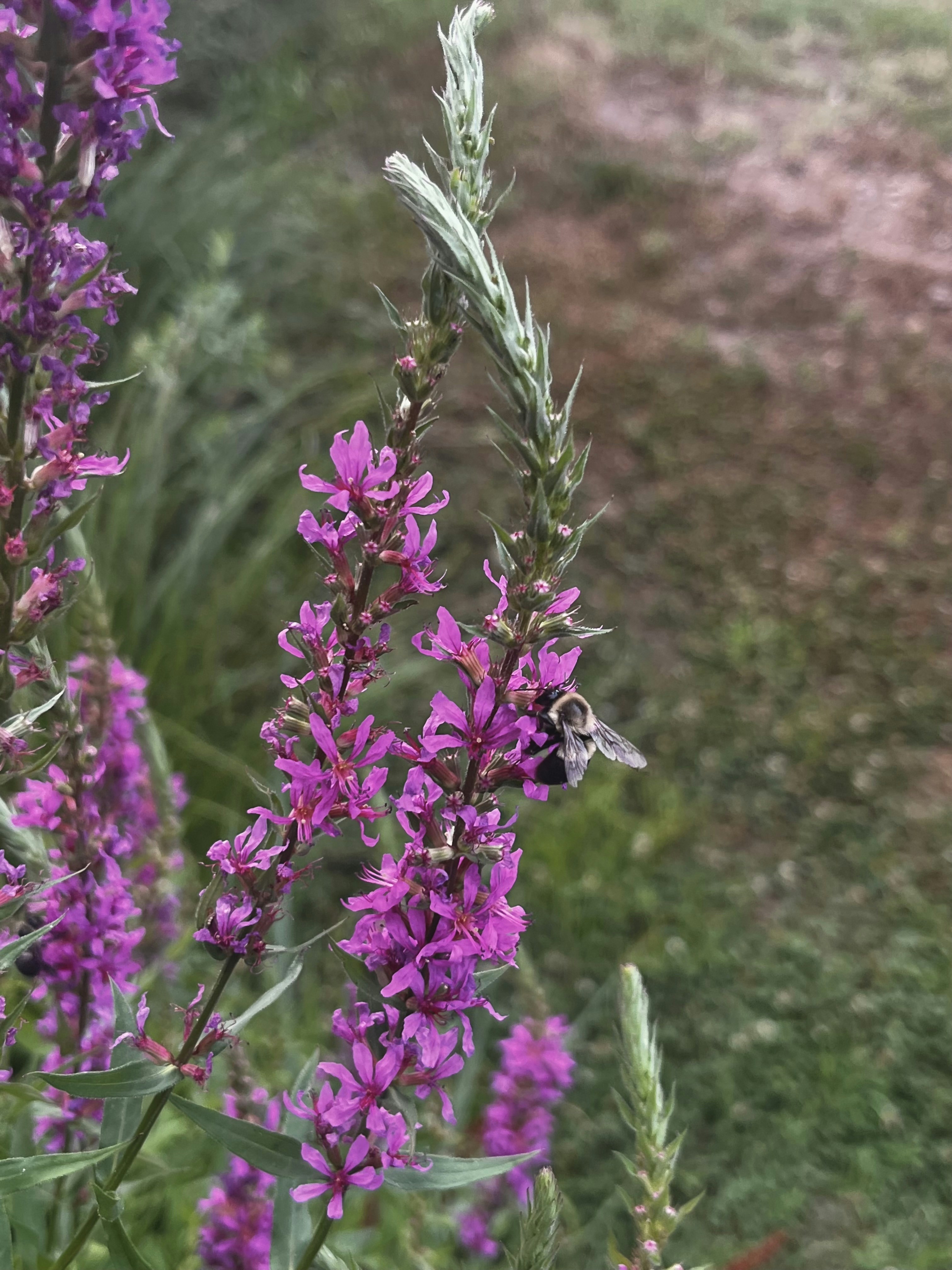 Bee Among Magenta Spires: A Close-Up on Violet Wildflowers