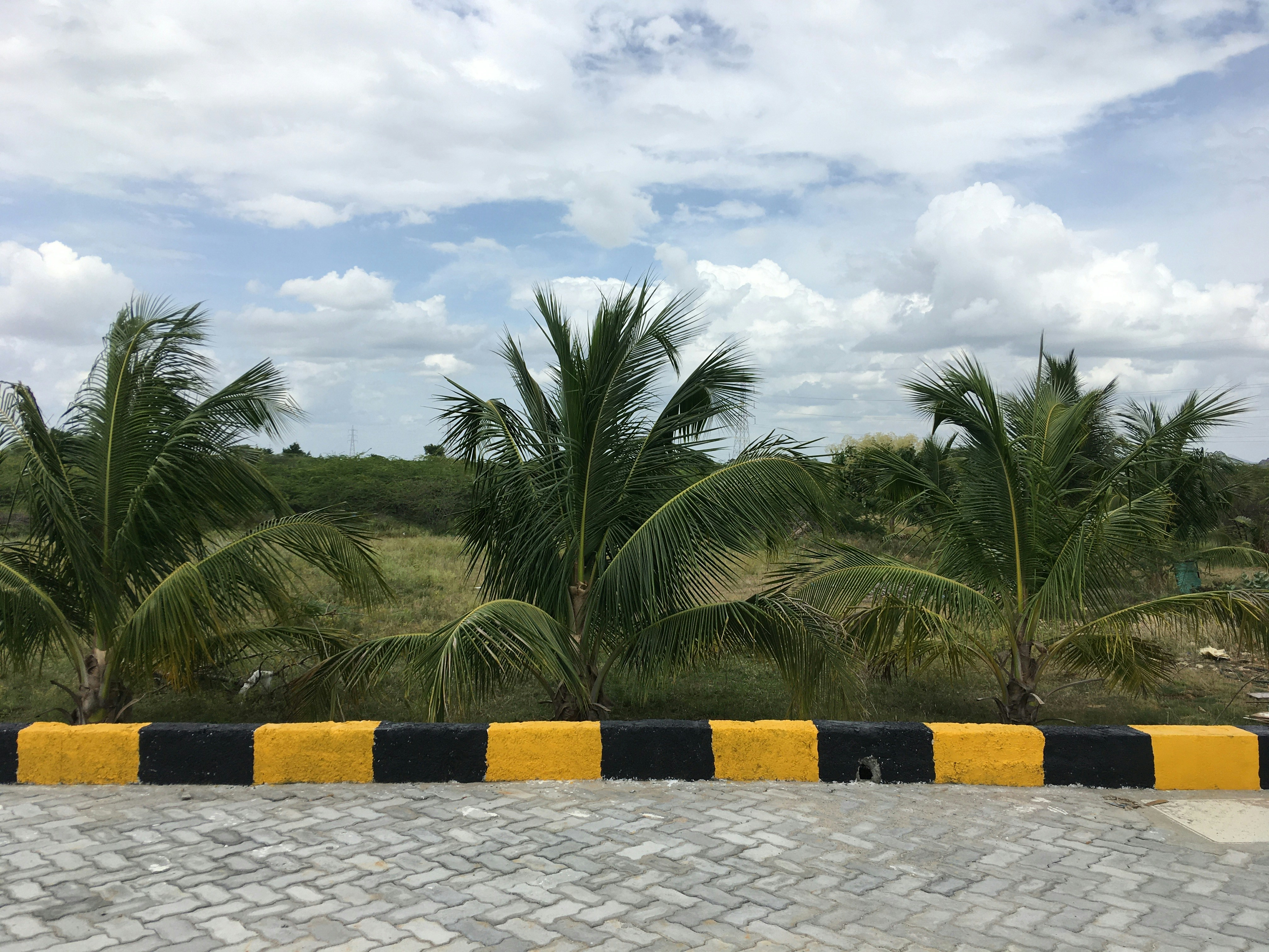 Um grupo de palmeiras foto – Imagem grátis sobre Árvores na Unsplash