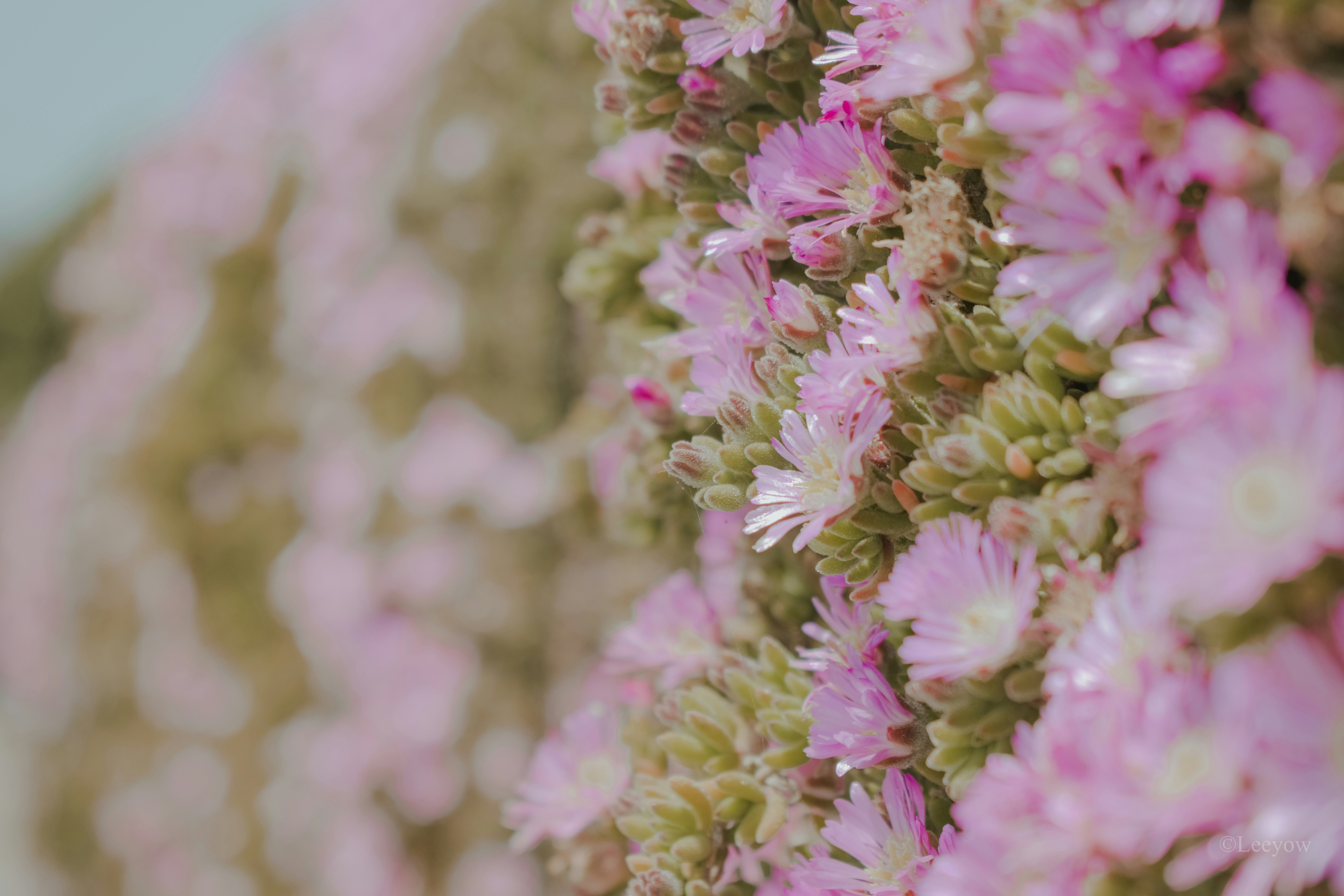 Vibrant pink flowers interspersed with green foliage create a lush, textured wall of nature. The delicate petals catch the light beautifully.