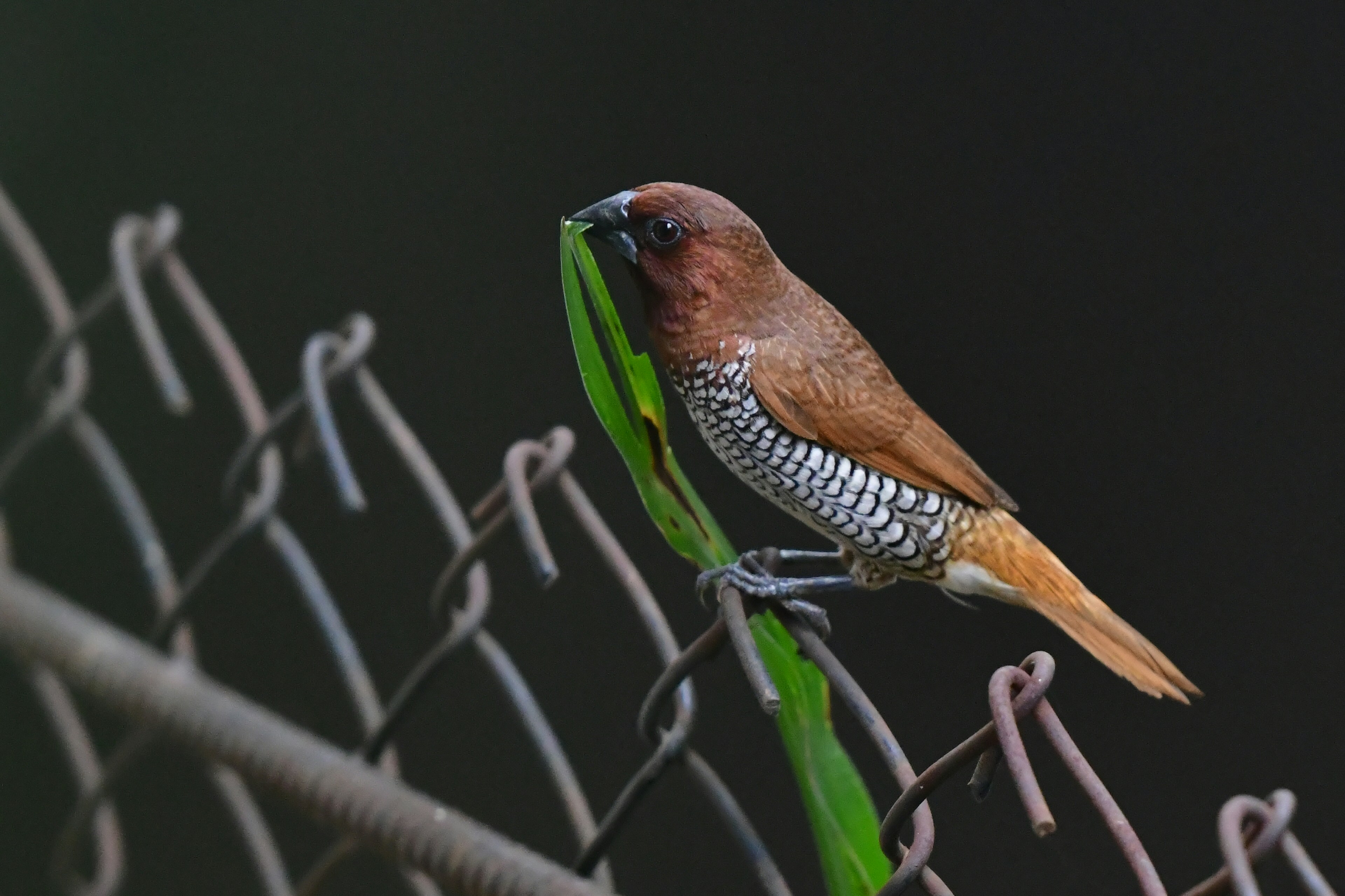 Imágenes de Nidos De Pájaro | Descarga imágenes gratuitas en Unsplash
