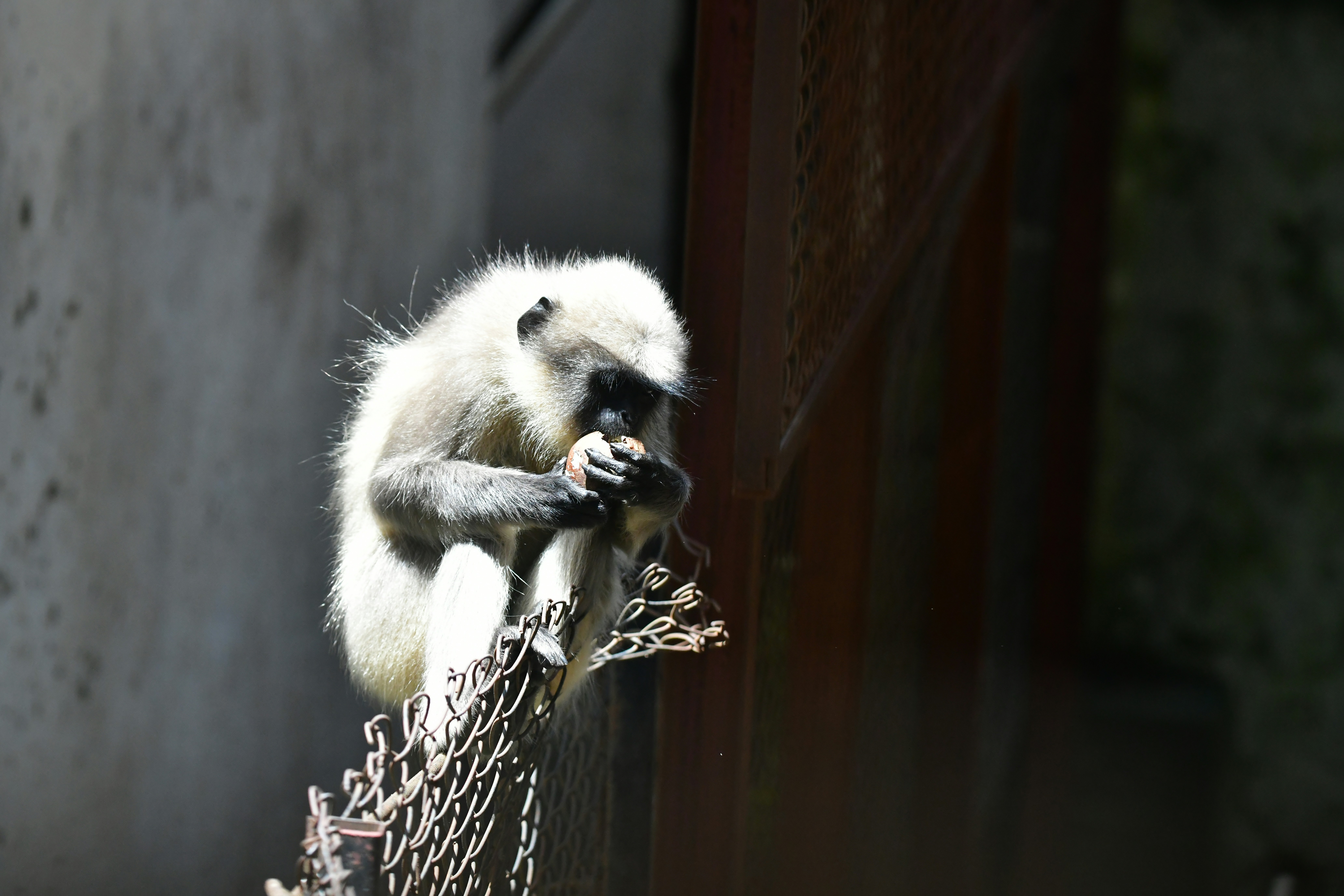 White-faced Monkey on a Chain-Link Perch in Quiet Exterior Light