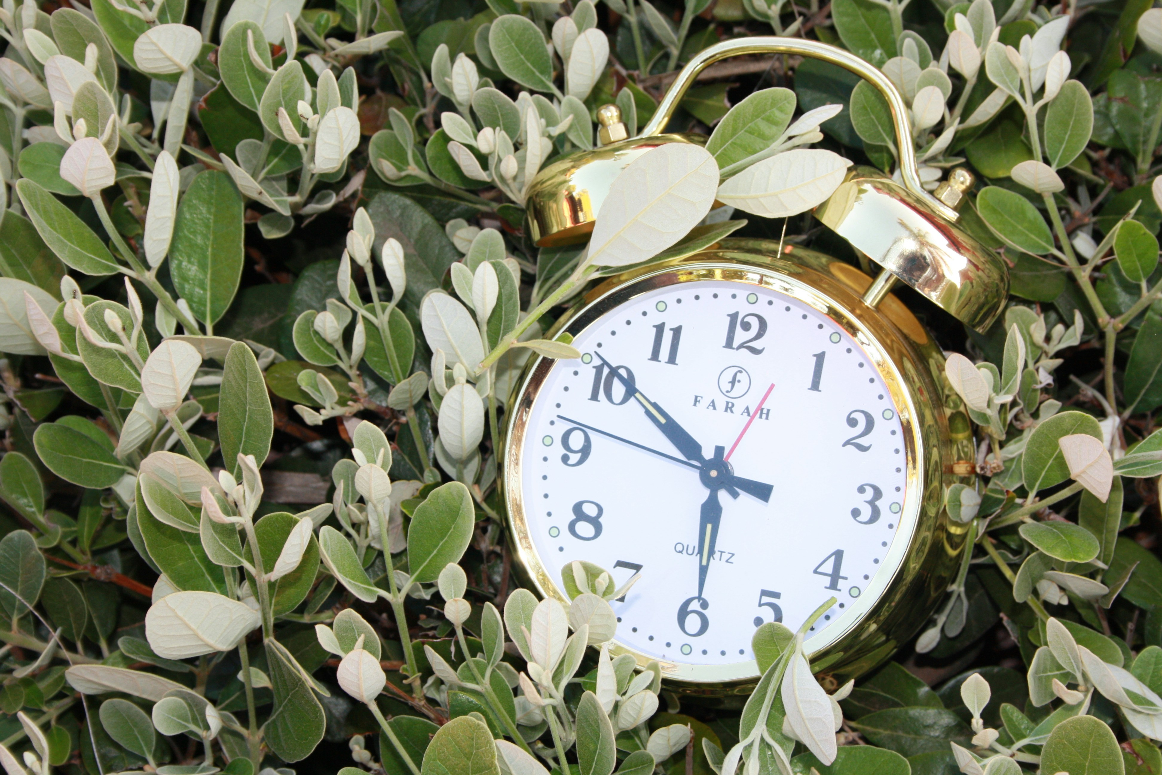 Golden Alarm Clock Emerges from a Green Whisper