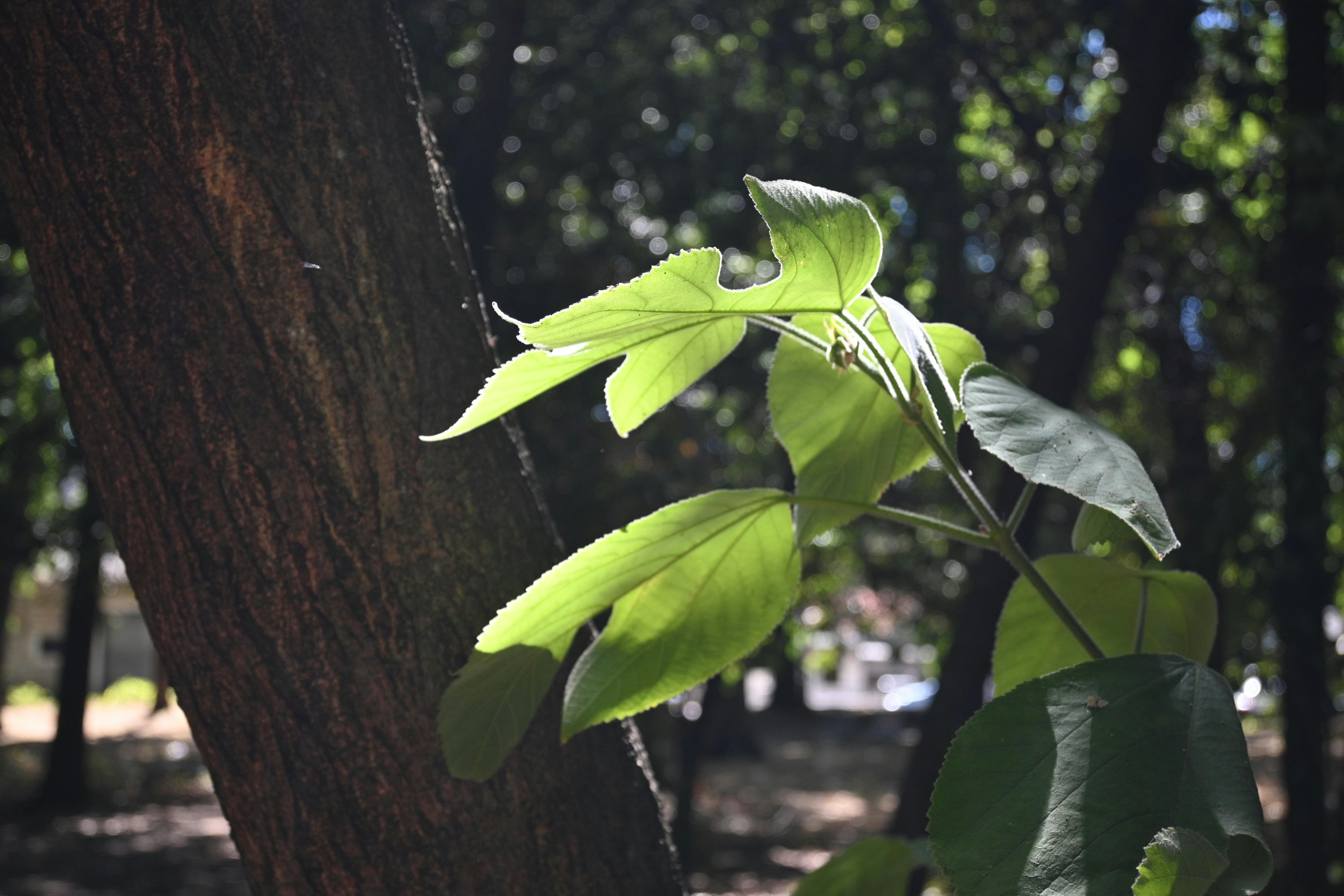 Luminous Leaflet: Sunlit Foliage by the Trunk