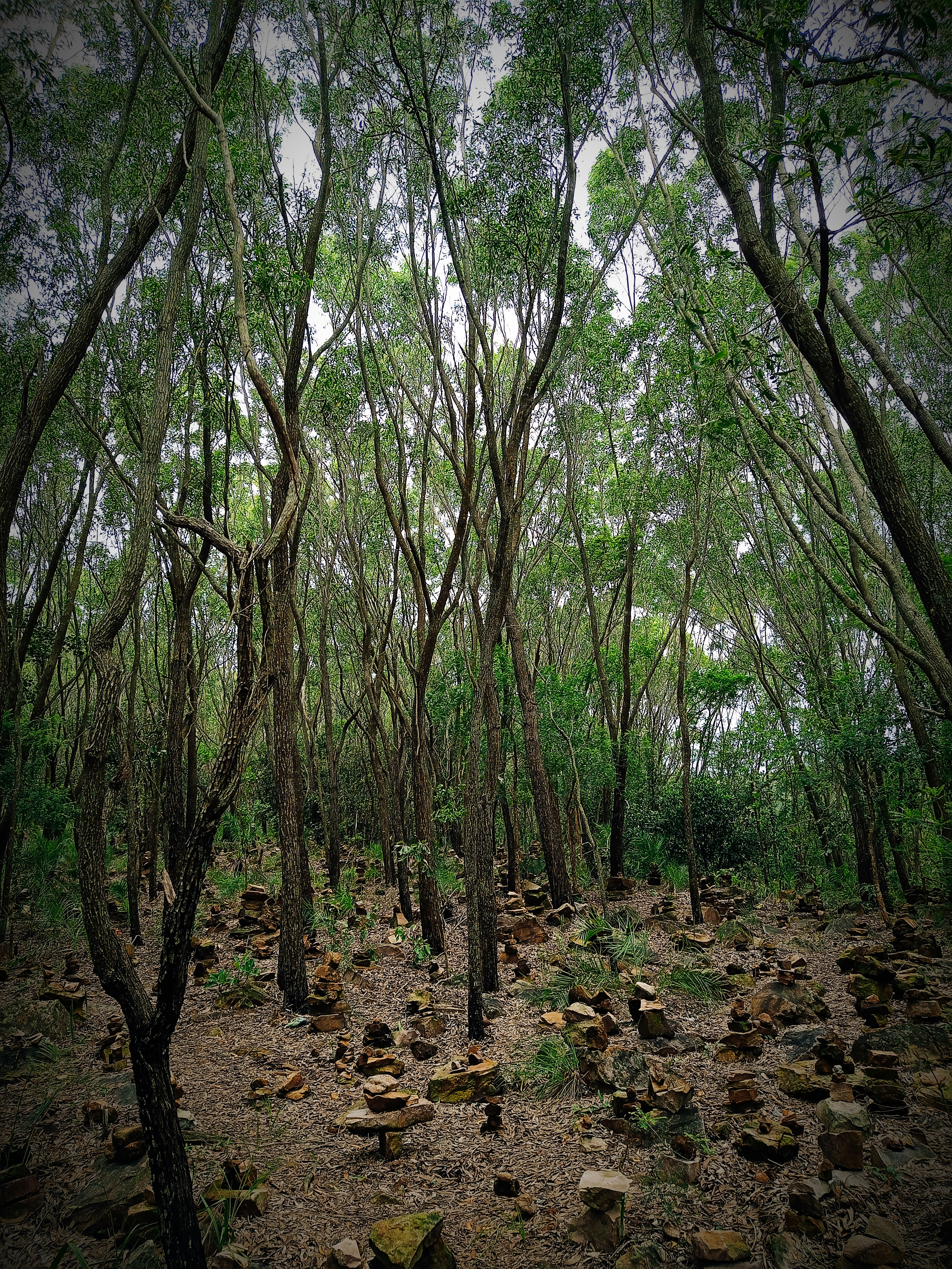 A serene forest scene featuring tall trees and scattered stone formations, creating a tranquil atmosphere. The lush greenery envelops the landscape, inviting exploration.