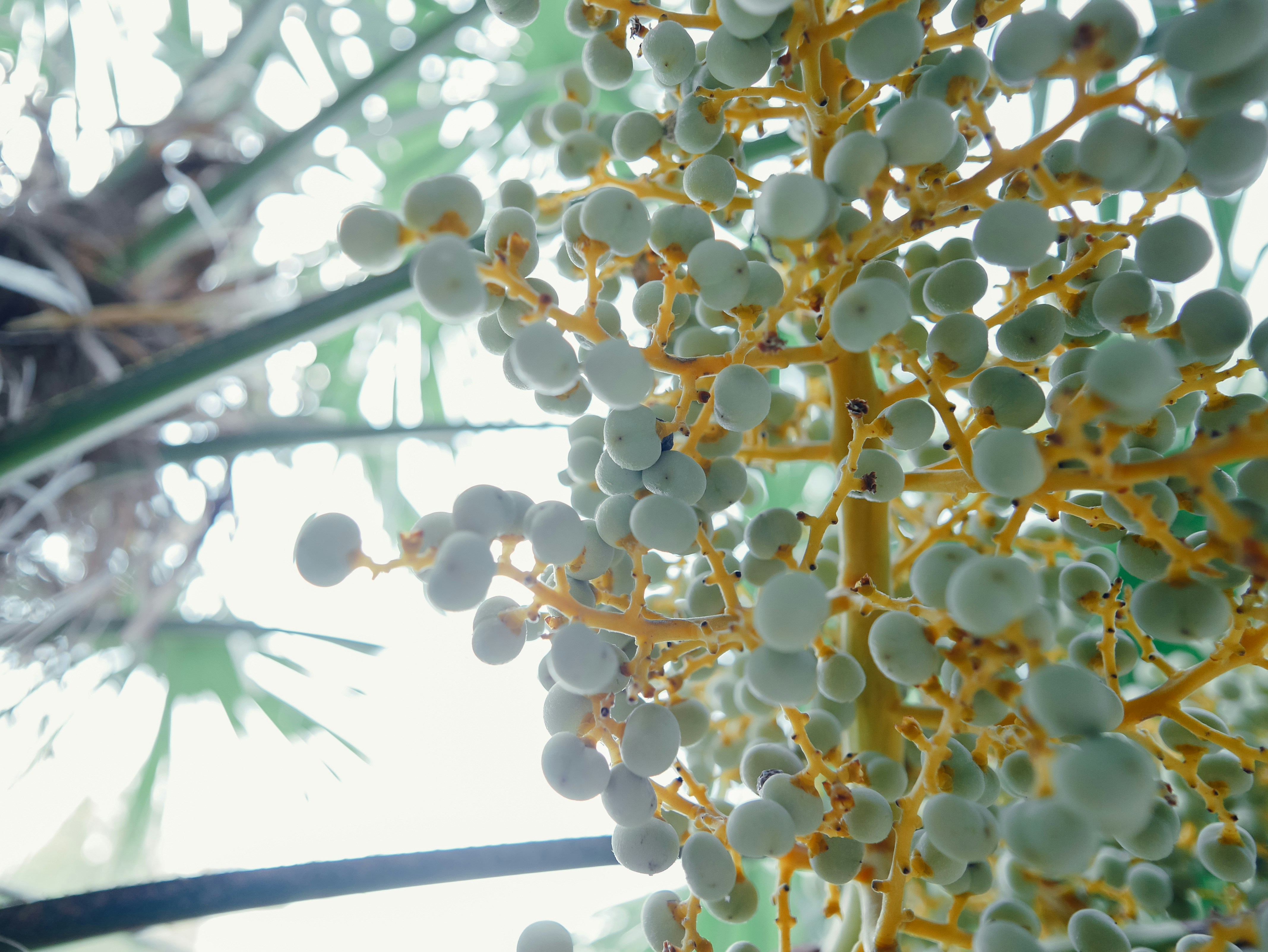 Clusters of small, pale green berries intertwined with vibrant yellow stems against a backdrop of palm fronds.