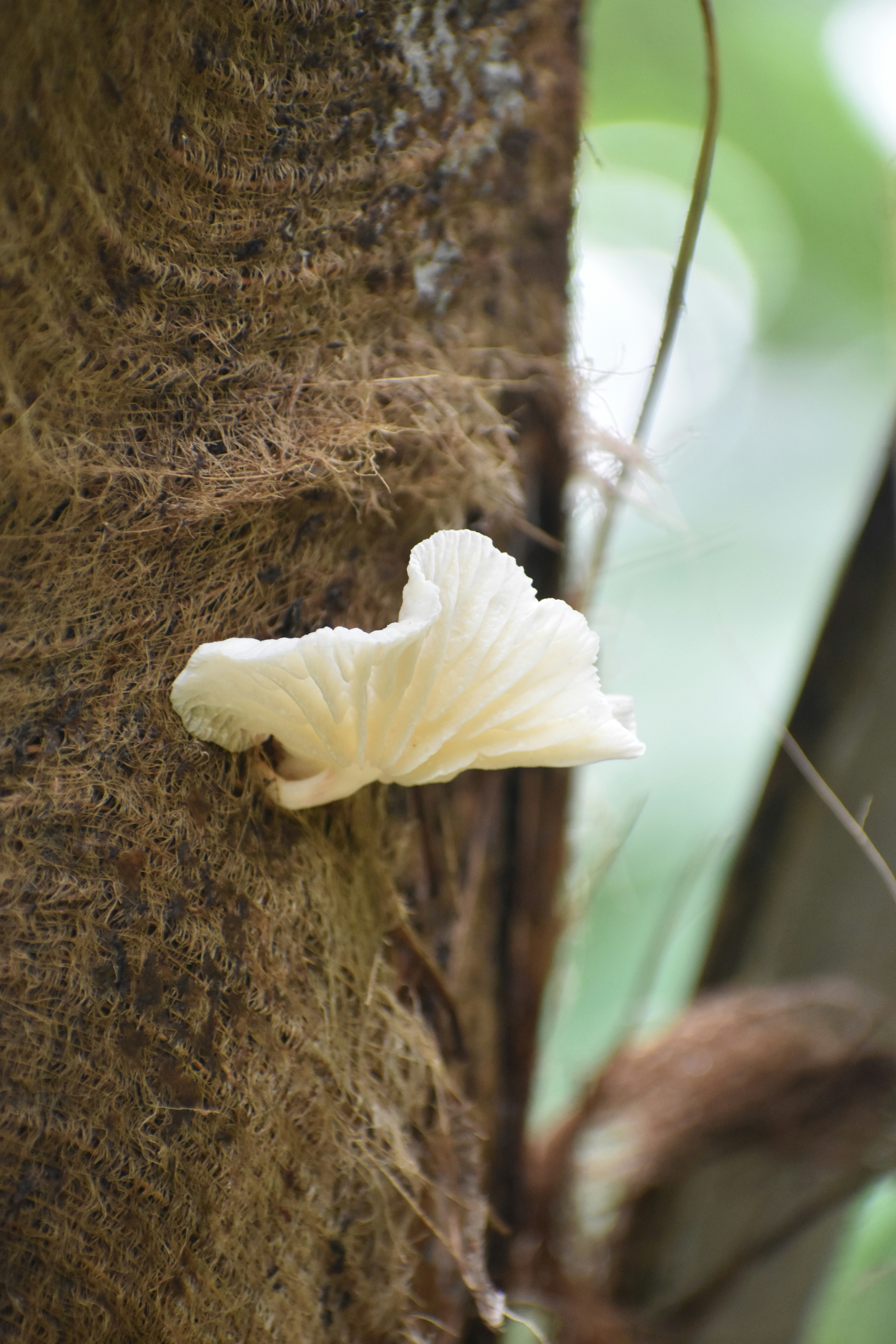 a white flower on a tree