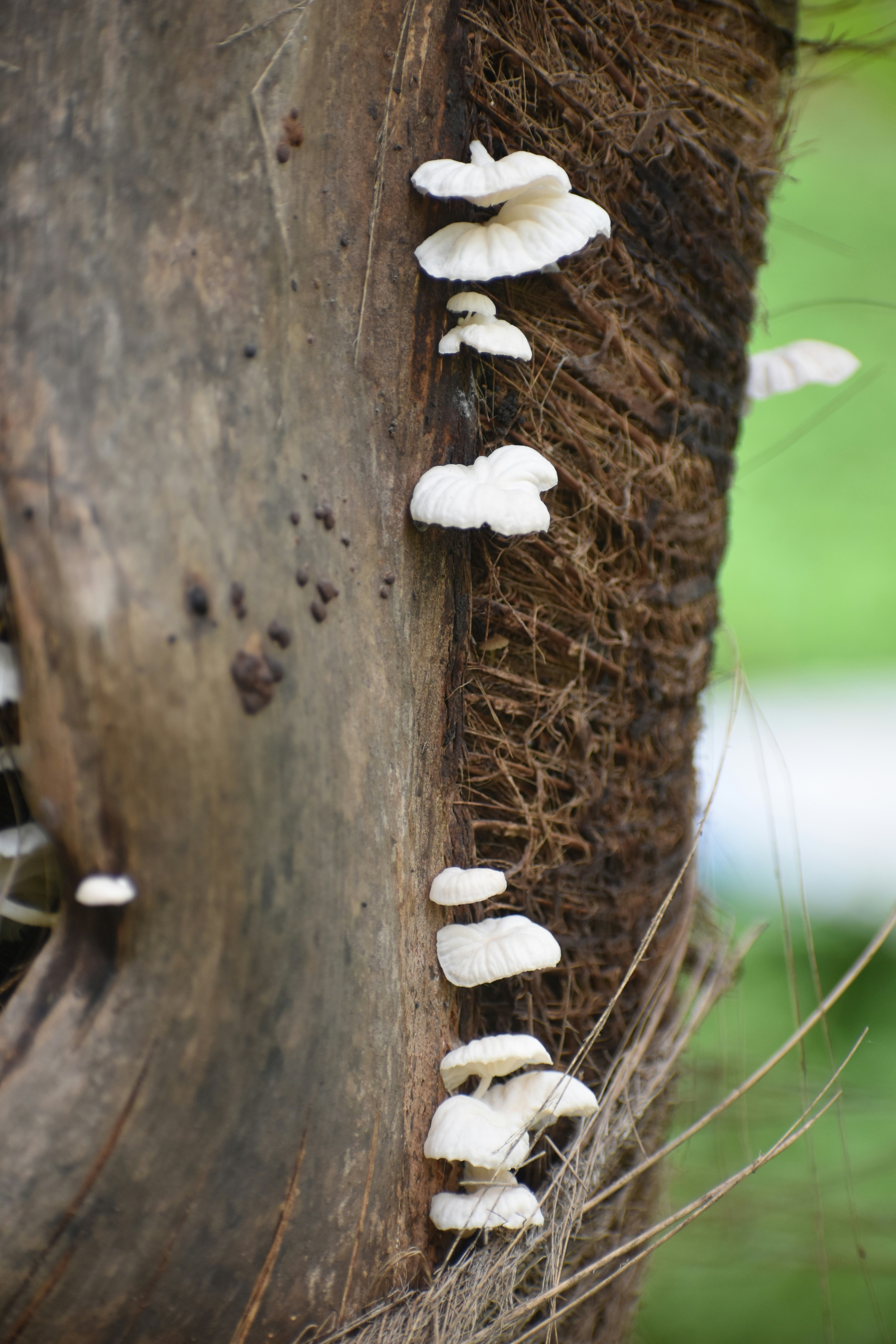 a group of mushrooms growing on a tree