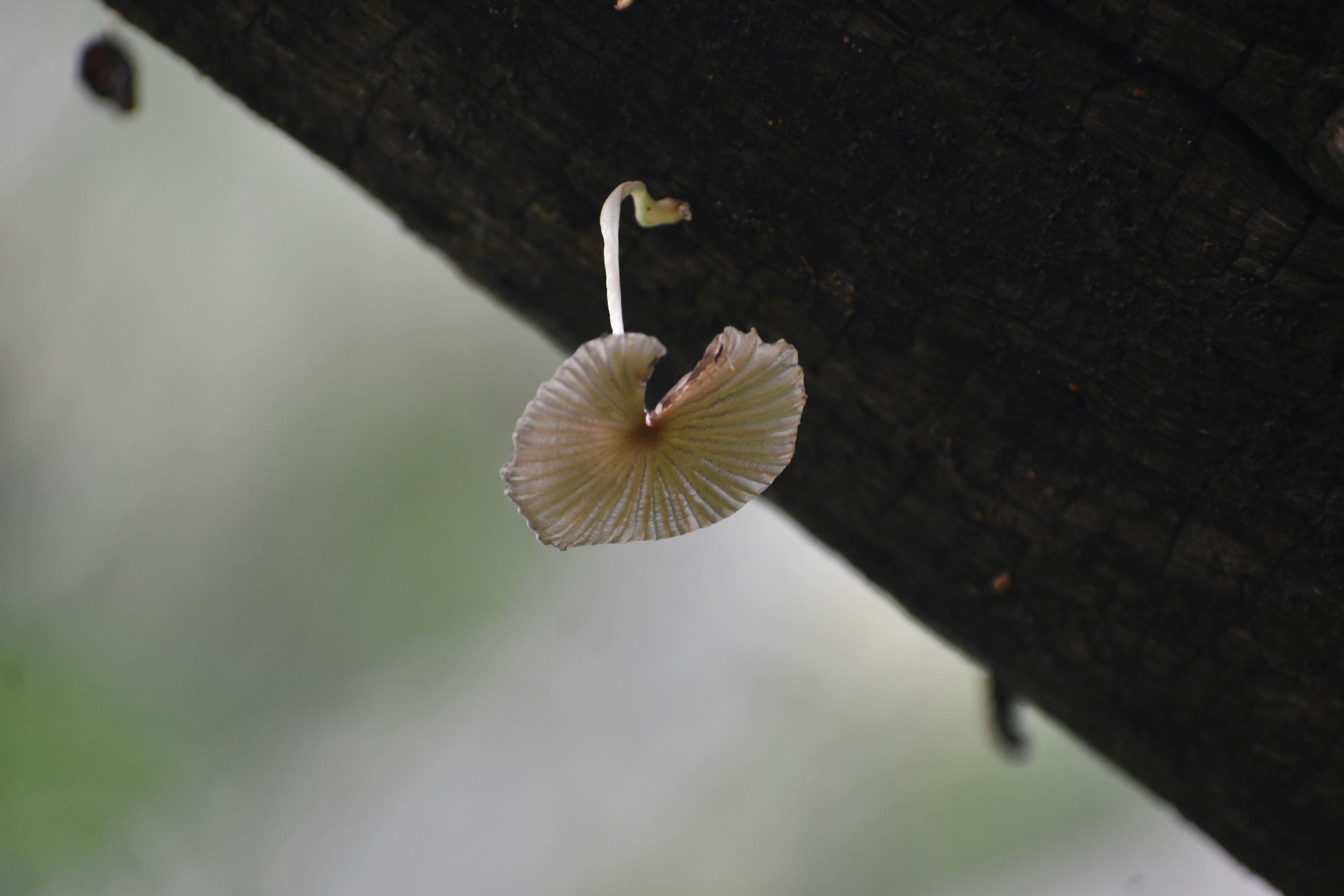 a flower on a tree