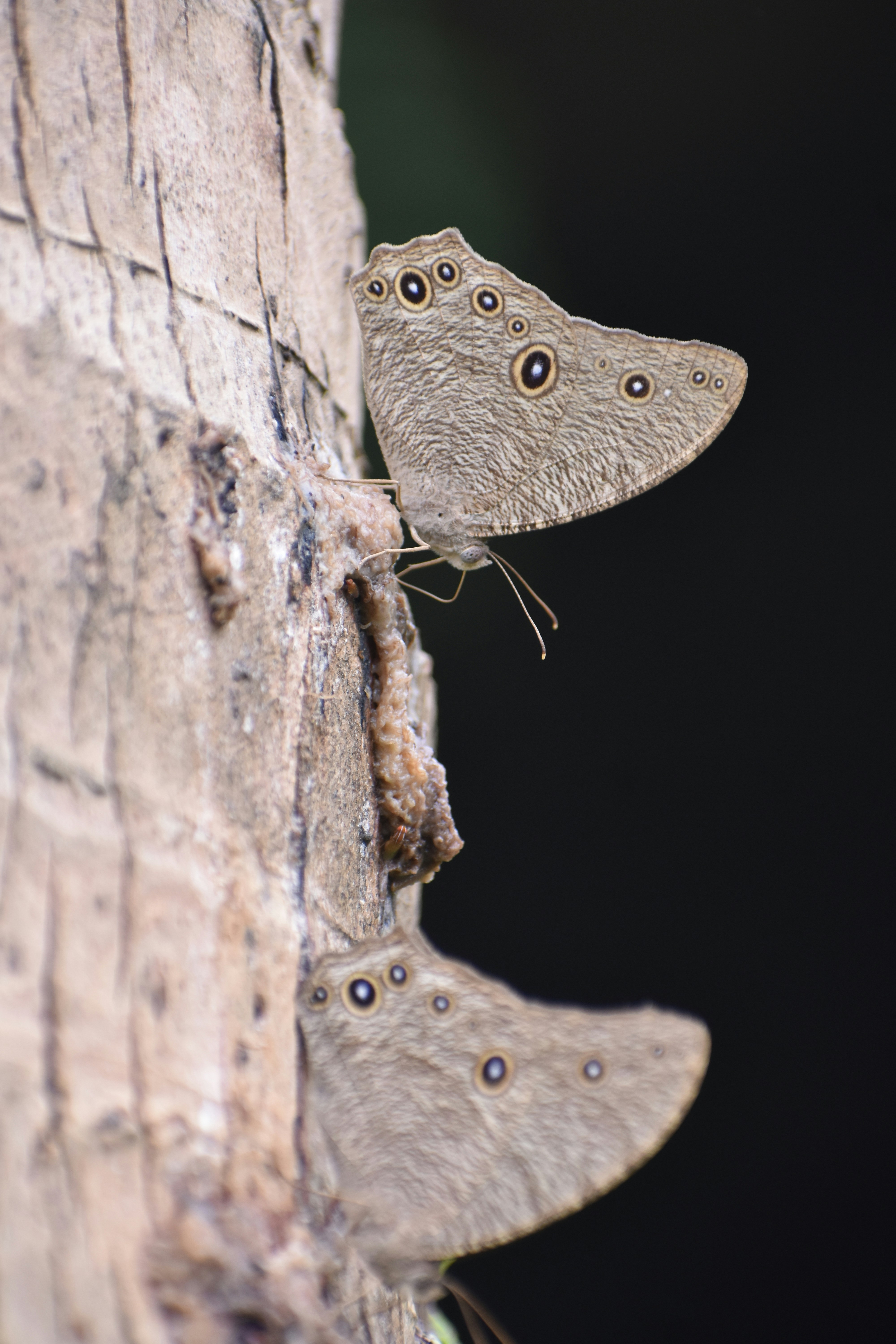Evening brown butterfly